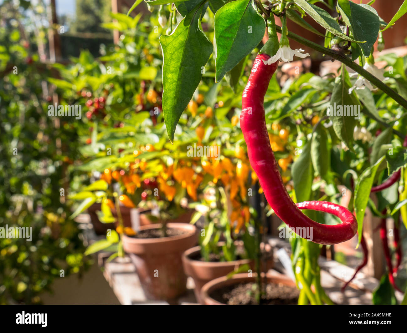 Chilli varieties hi-res stock photography and images - Alamy