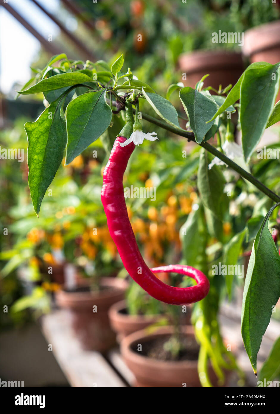 Chilli Red 'Fuego' Cayenne vegetable chilli pepper close up (capsicum ...