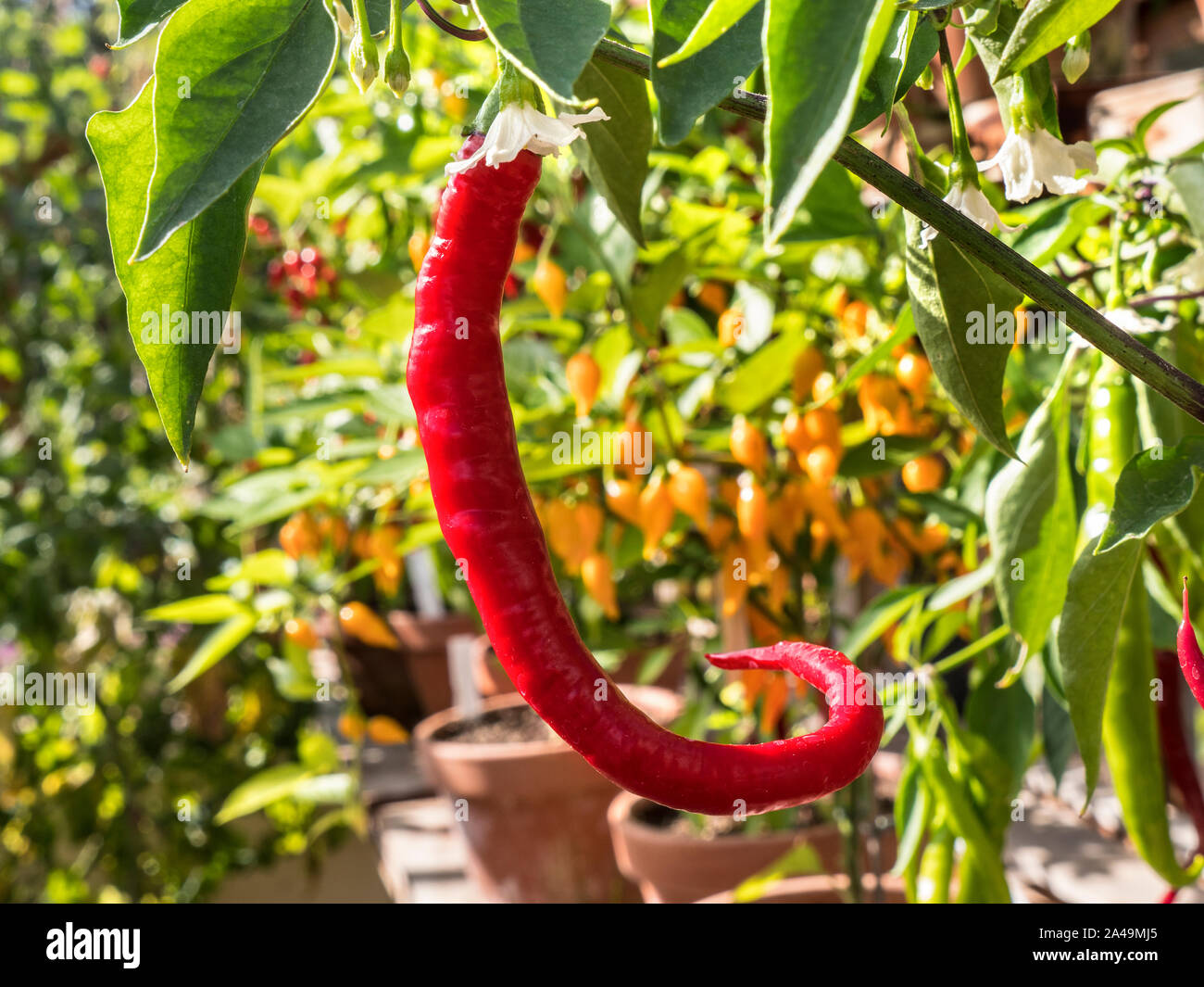 Chilli varieties hi-res stock photography and images - Alamy