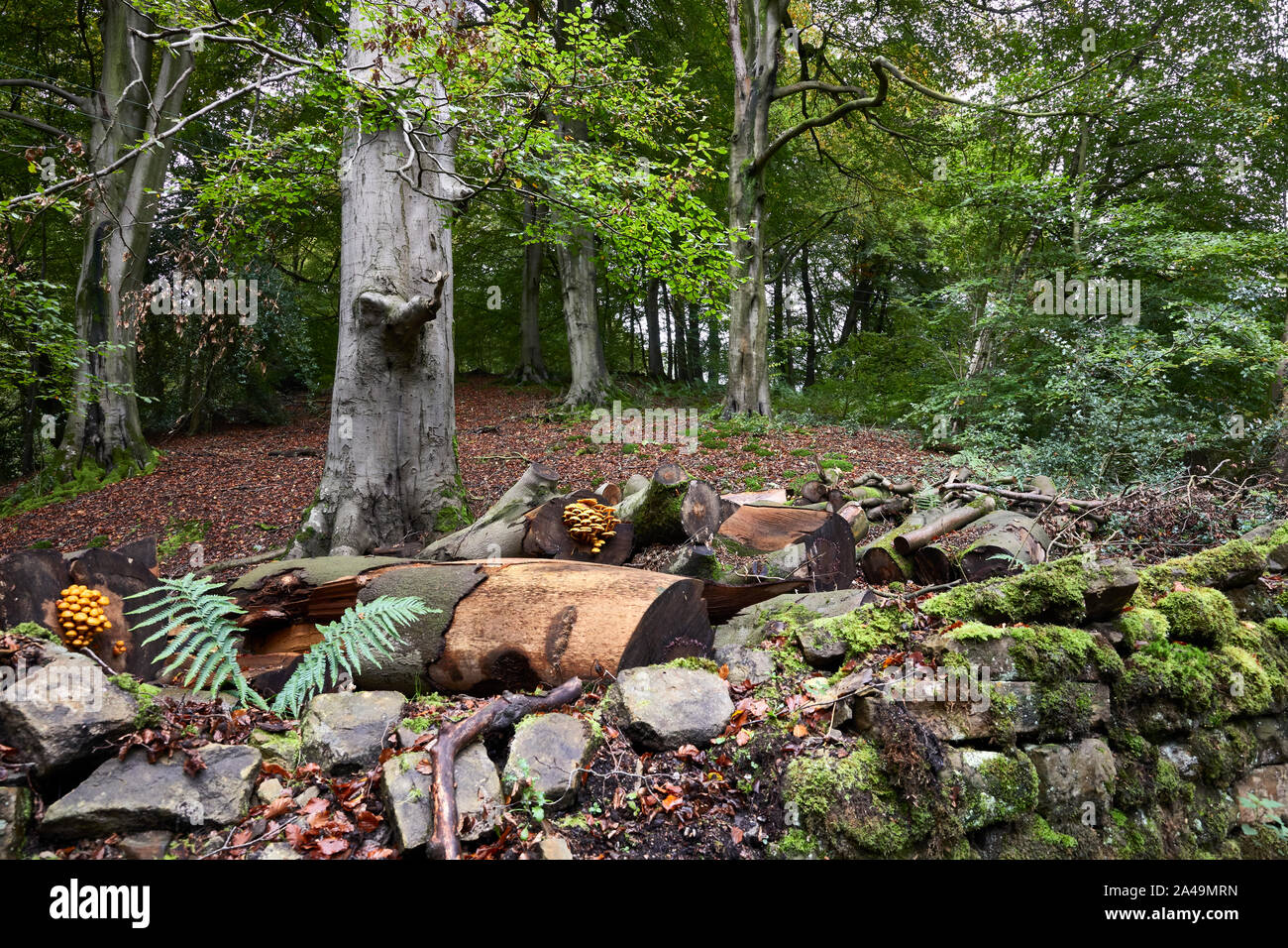 Autumn Fungus or Toad Stools on fallen and dead Beech wood at Skrikes ...