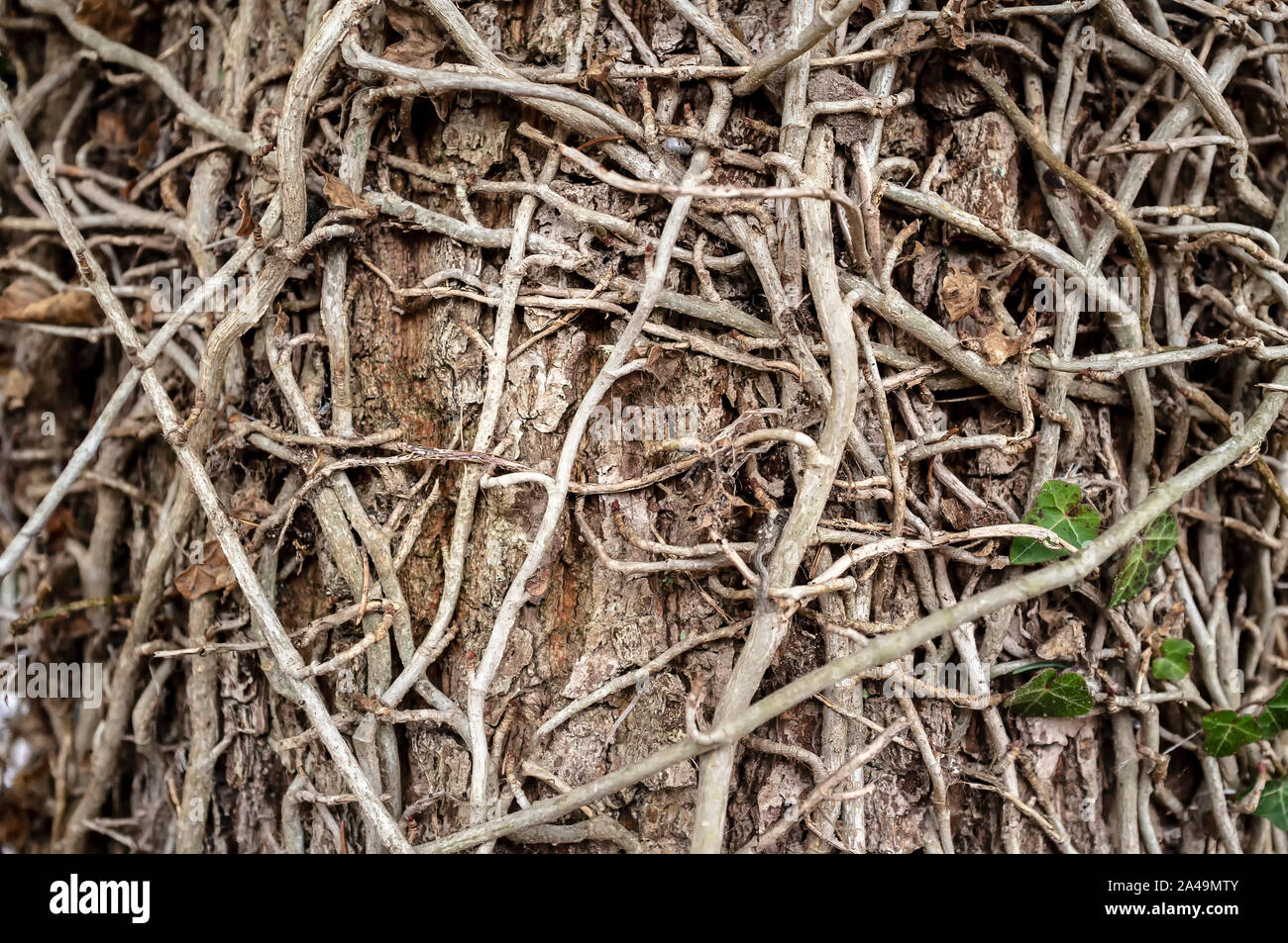 Winding leafless branches of ivy and one small, thin green plant crawl ...