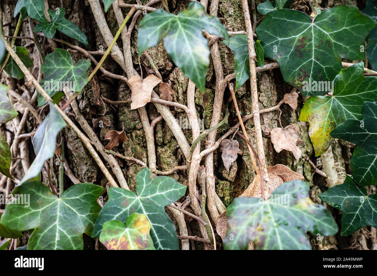 Close up poison ivy plant hi-res stock photography and images - Alamy