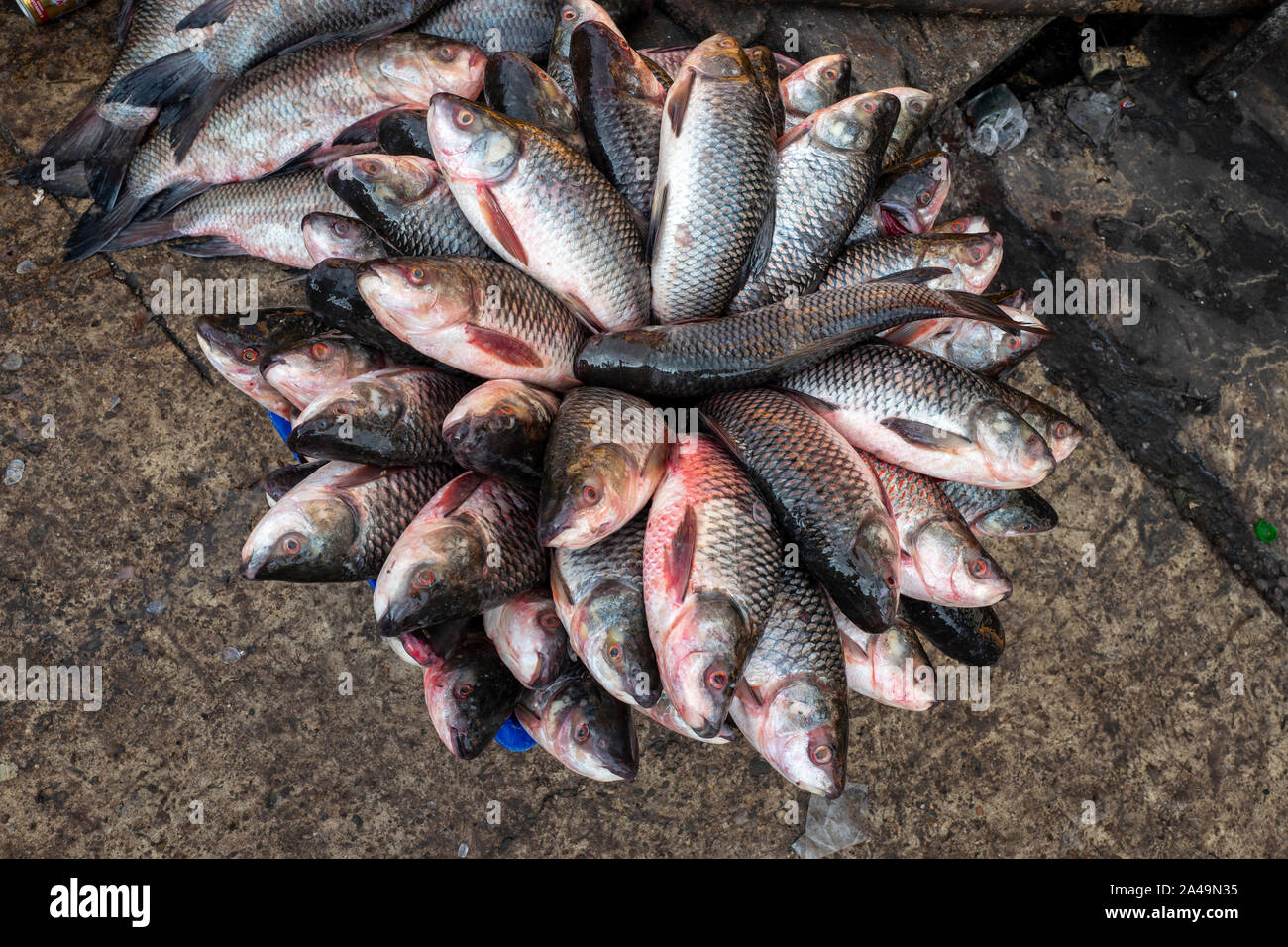 Landing fish at the river docks in Yangon, Myanmar Stock Photo - Alamy