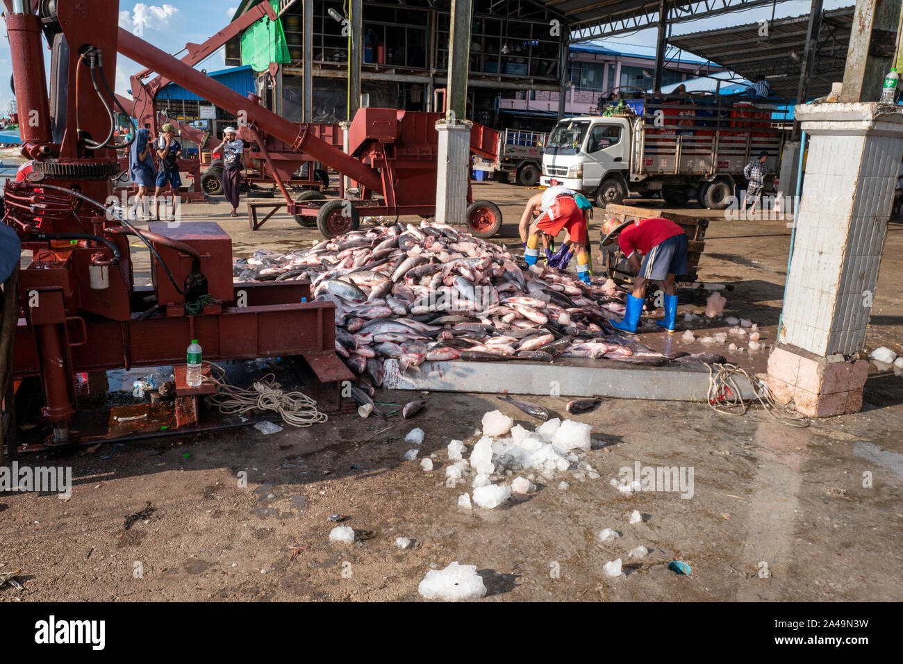 Landing fish at the river docks in Yangon, Myanmar Stock Photo - Alamy