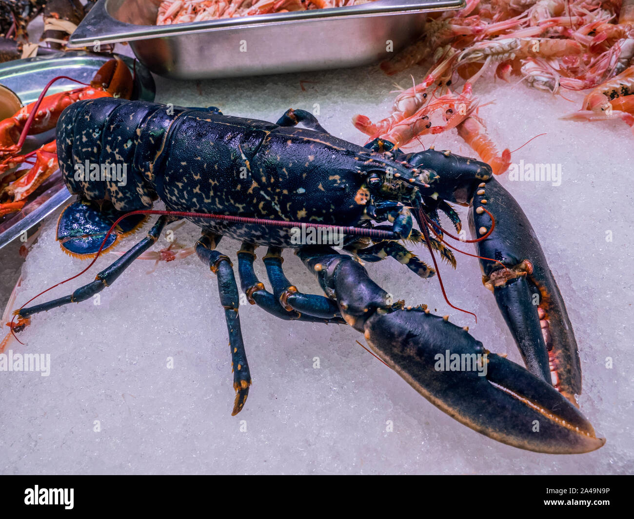 Concarneau Fish Market Hall High Resolution Stock Photography and ...