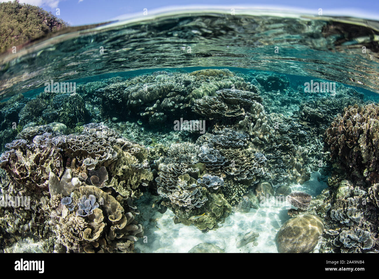 An amazing coral reef grows in the shallows of Pulau Romang in the ...
