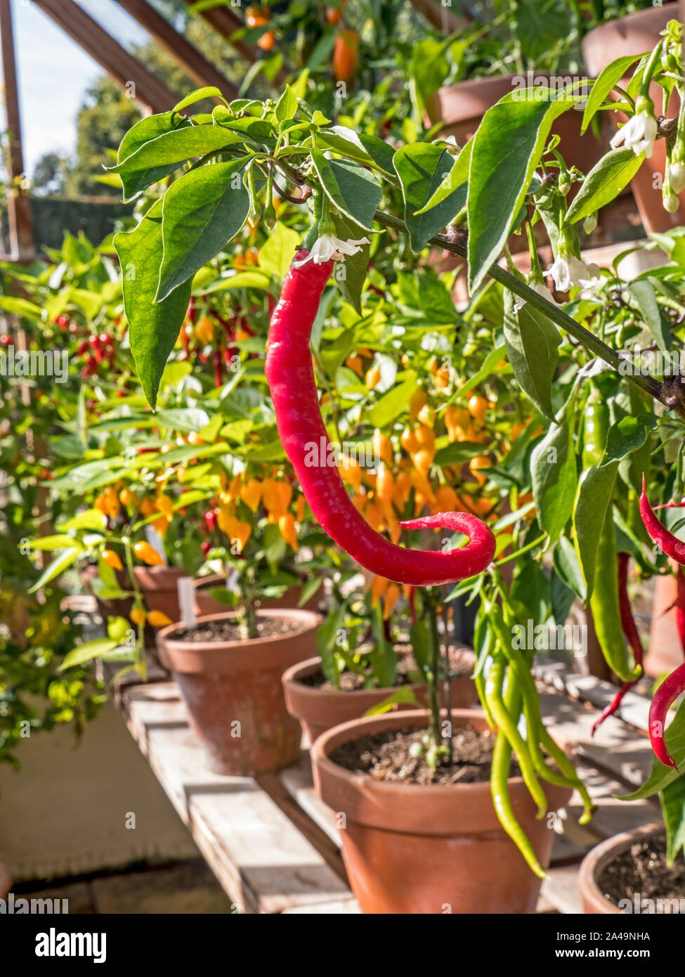 Chilli Red 'Fuego' Cayenne vegetable chilli pepper close up (capsicum ...