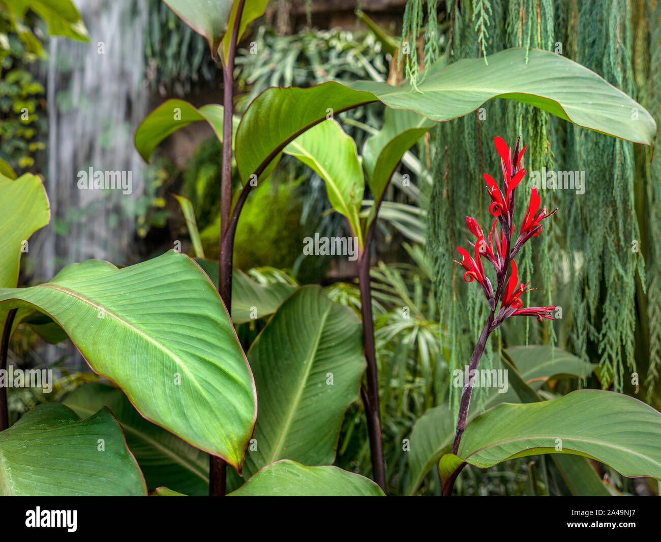 Canna indica tropicaneo hi-res stock photography and images - Alamy