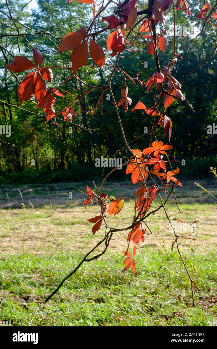 Red vine leaves hi-res stock photography and images - Alamy