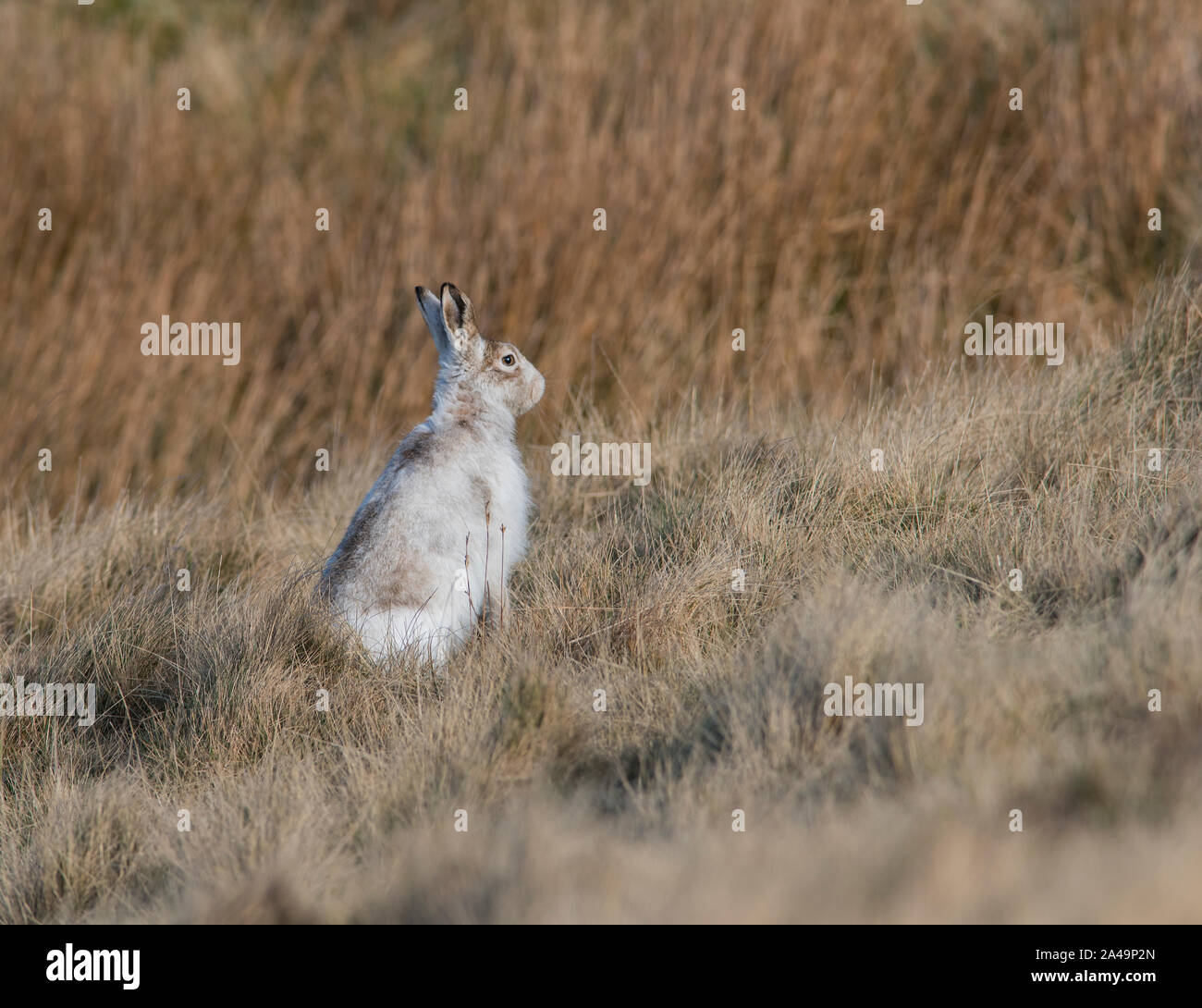 Mountain Hare (Lepus timidus) in it's winter coat on the high moors of ...