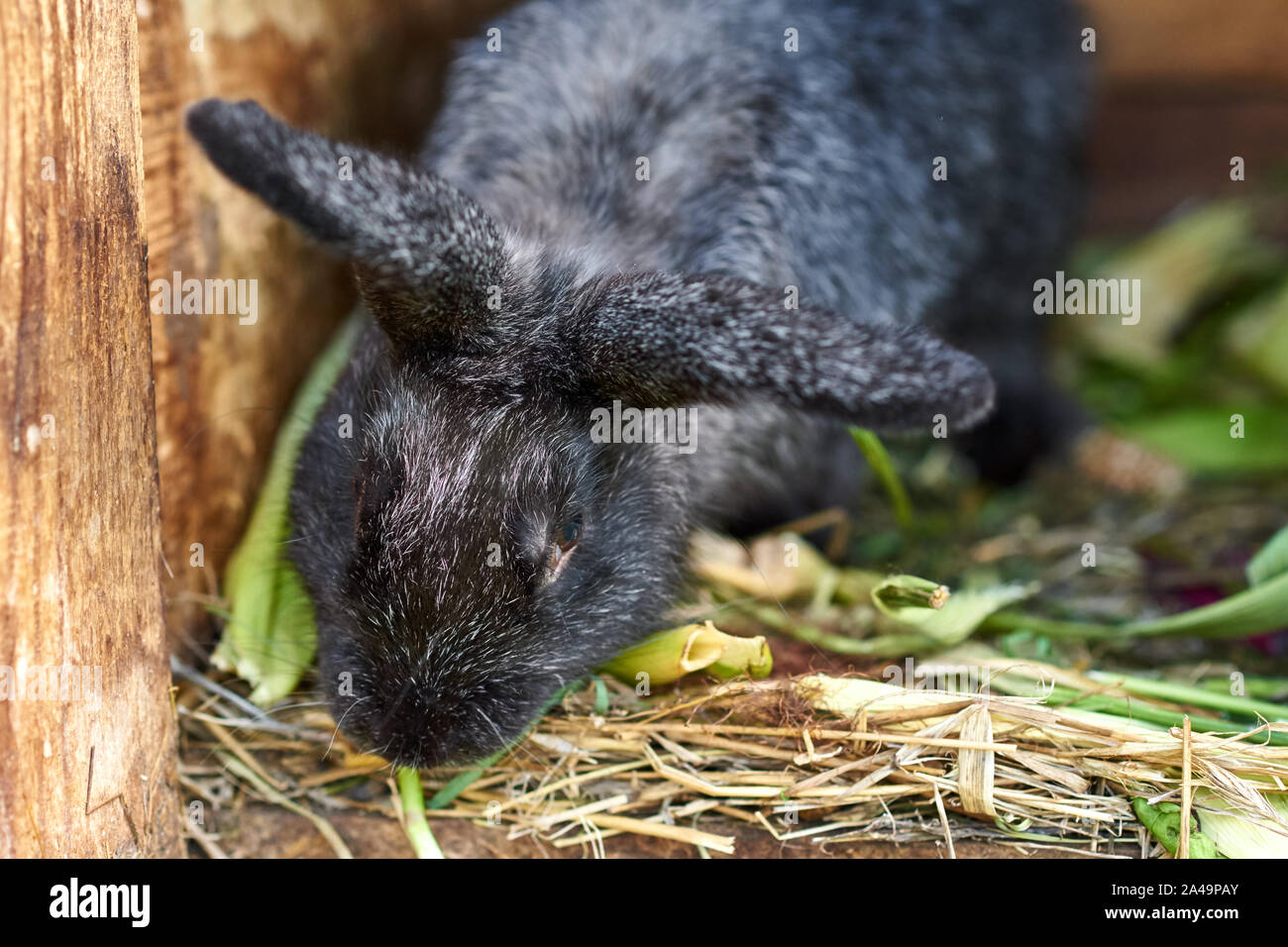 Danger mammal eyes rabbit hi-res stock photography and images - Alamy