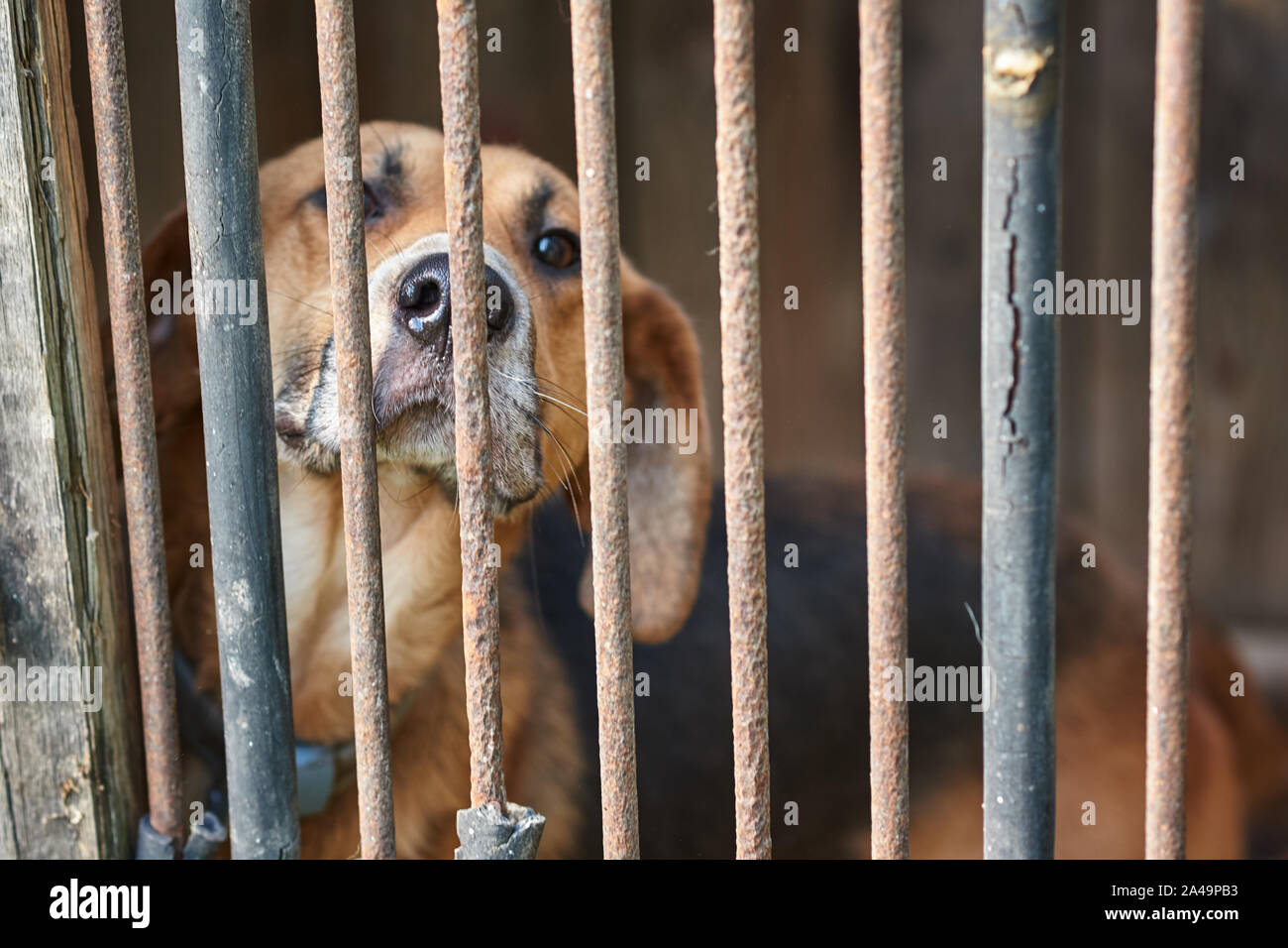 Sad Puppy In Cage