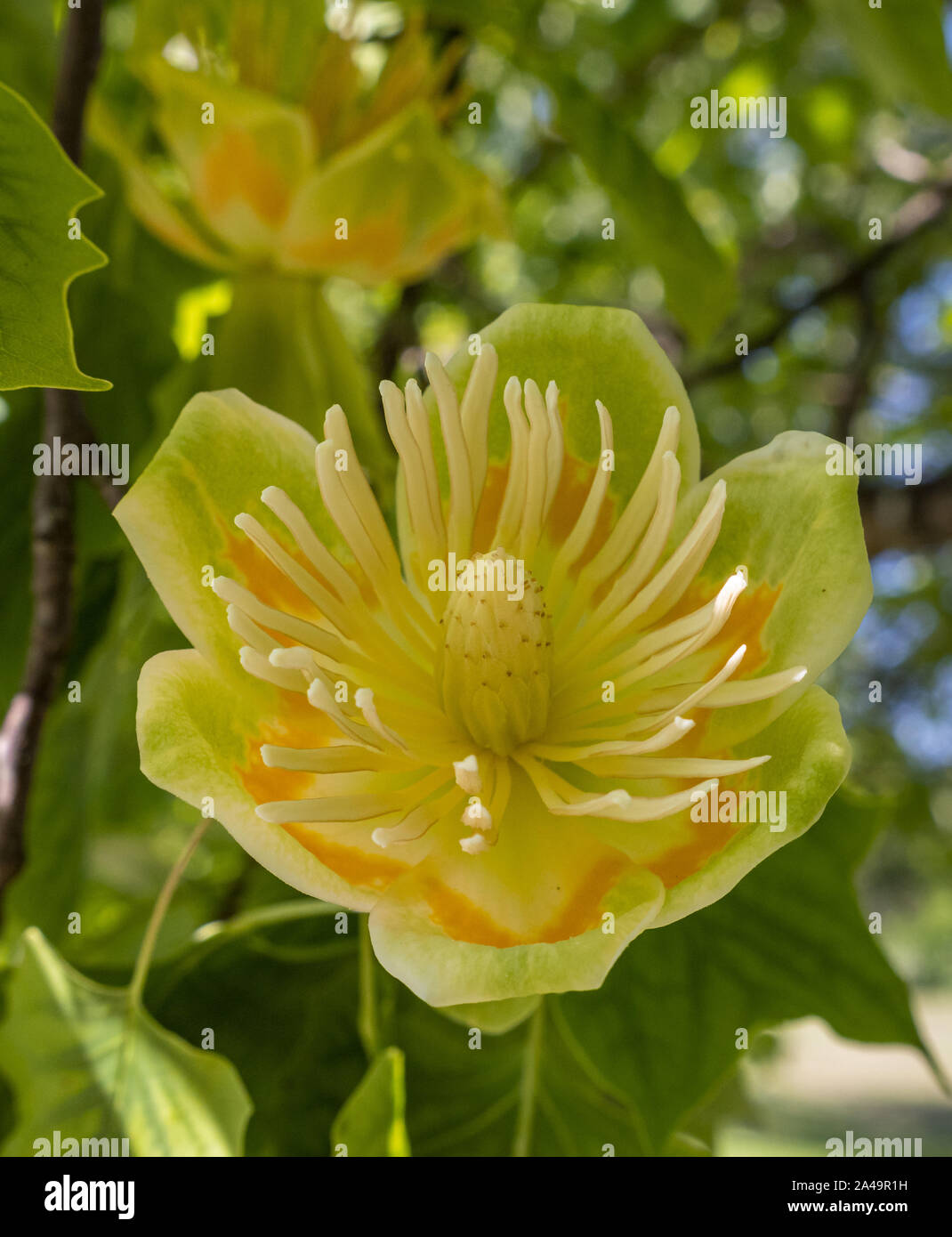 Flowering Tulip Tree (Liriodendron tulipifera Stock Photo - Alamy