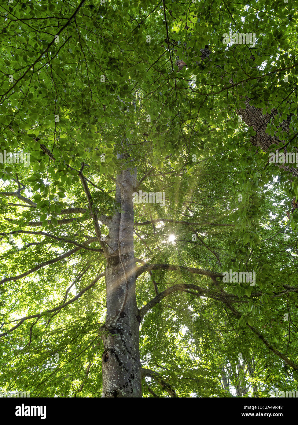 Linden Trees in a Park, Bavaria, Germany Stock Photo - Alamy