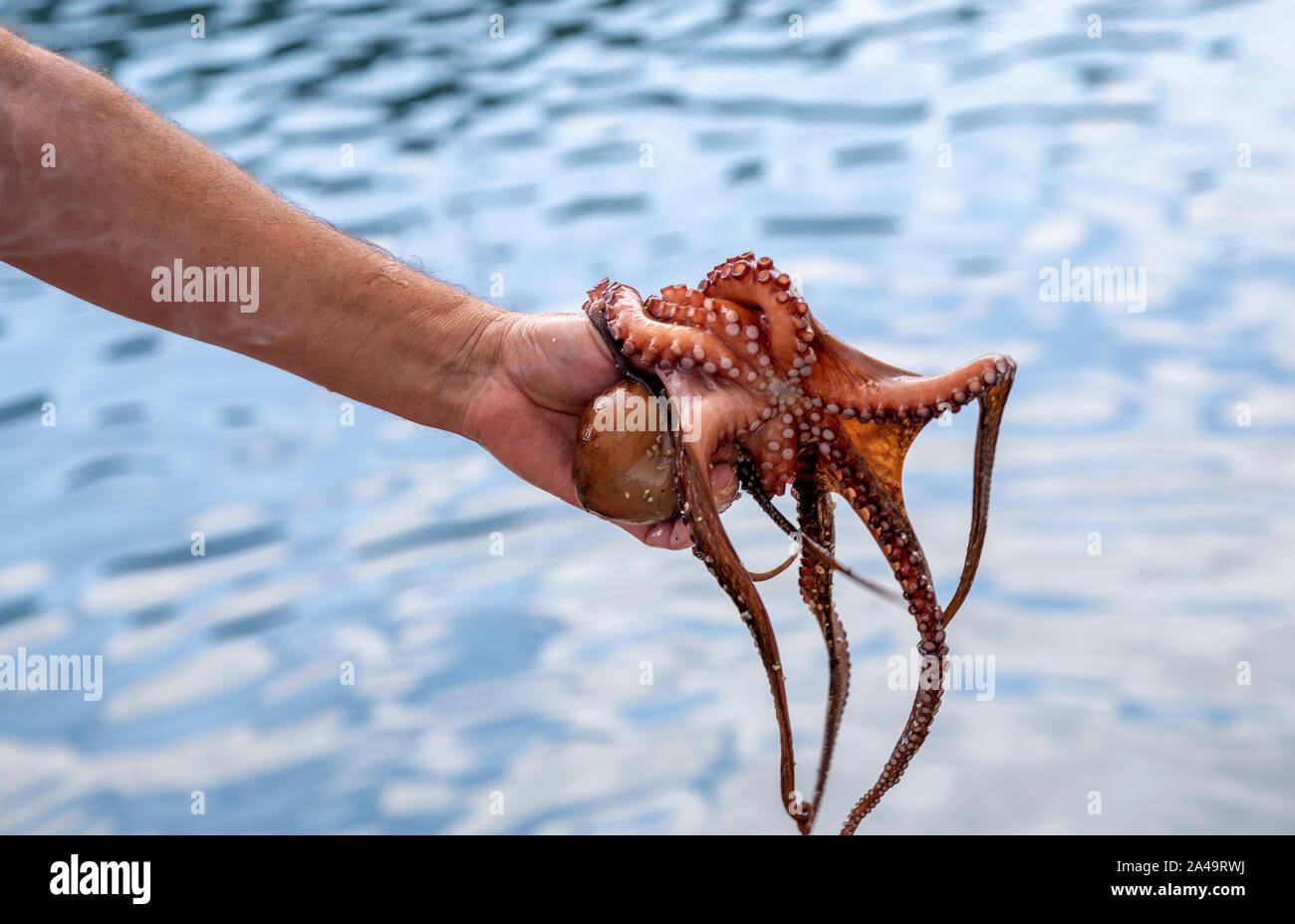Fisherman hand holding living octopus caught at sea Stock Photo - Alamy