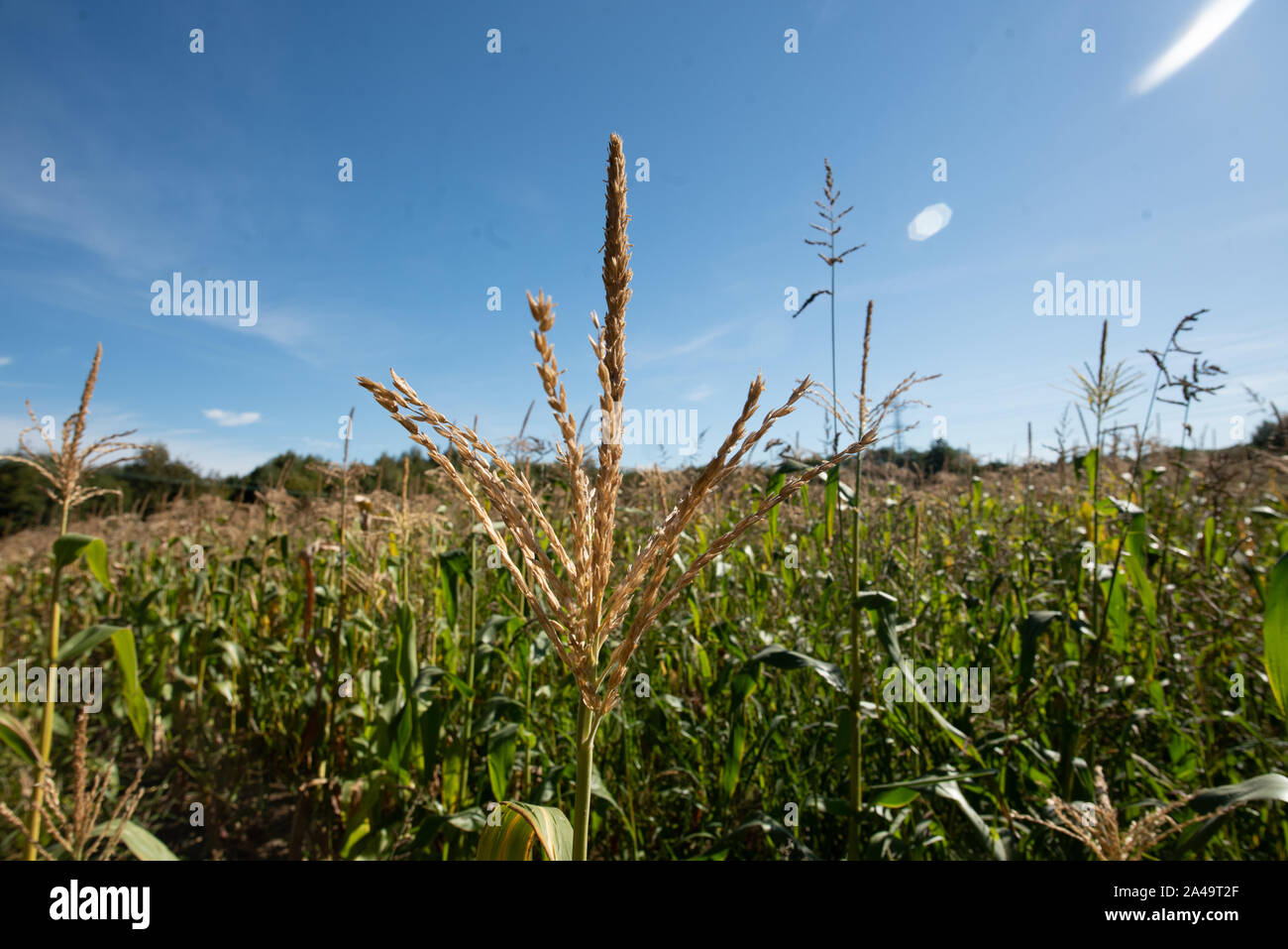 Corn cornstalk hi-res stock photography and images - Alamy