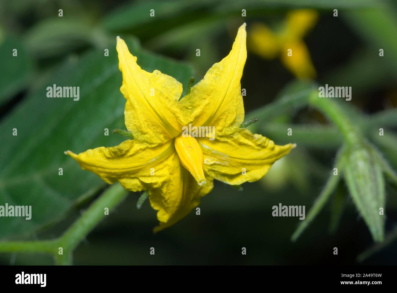 Tomato plant flower hi-res stock photography and images - Alamy