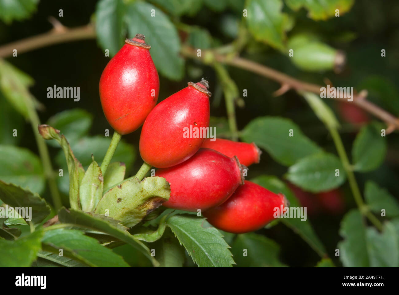 Rose hips plant hi-res stock photography and images - Alamy