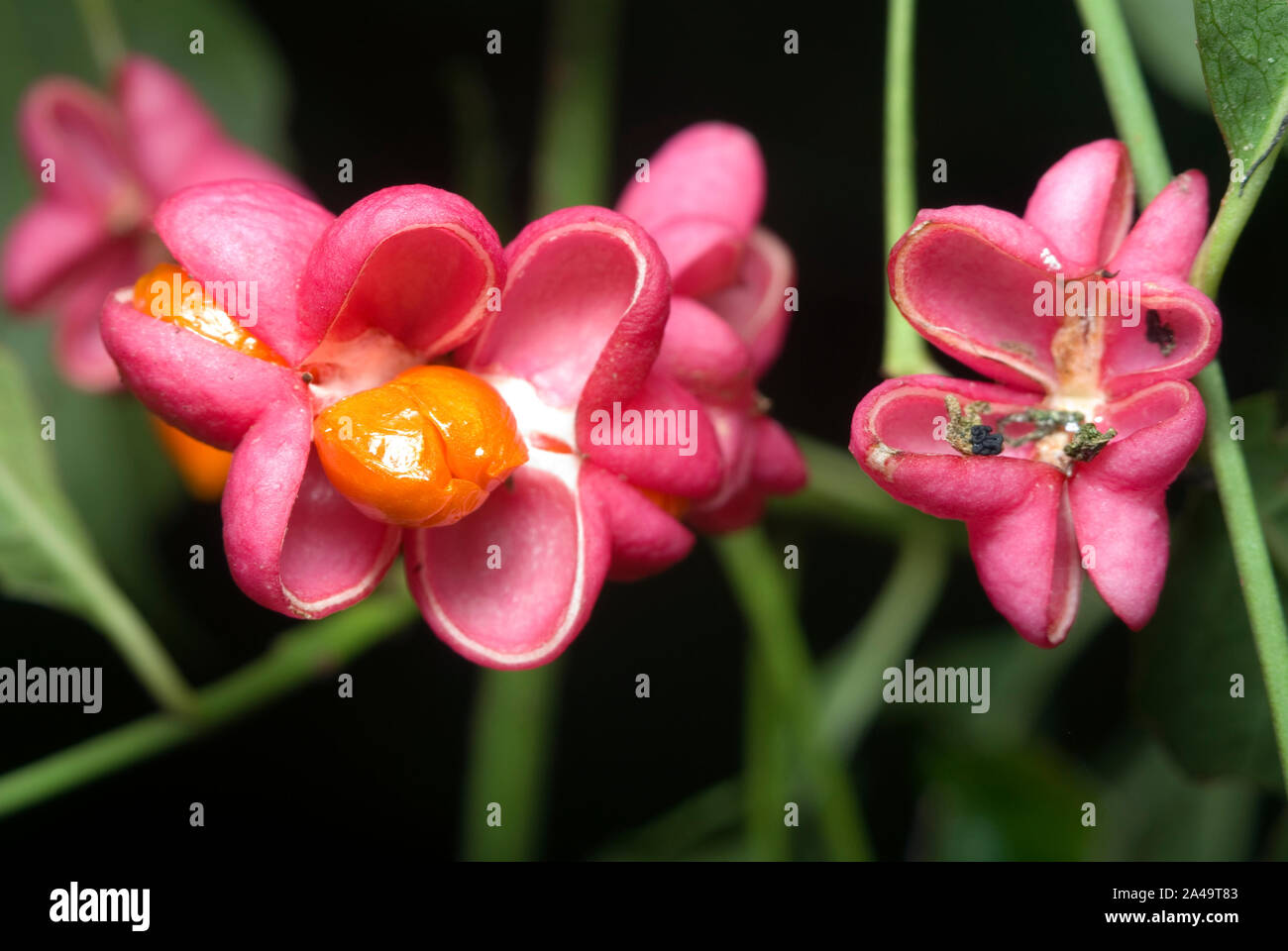 Spindle plant hi-res stock photography and images - Alamy