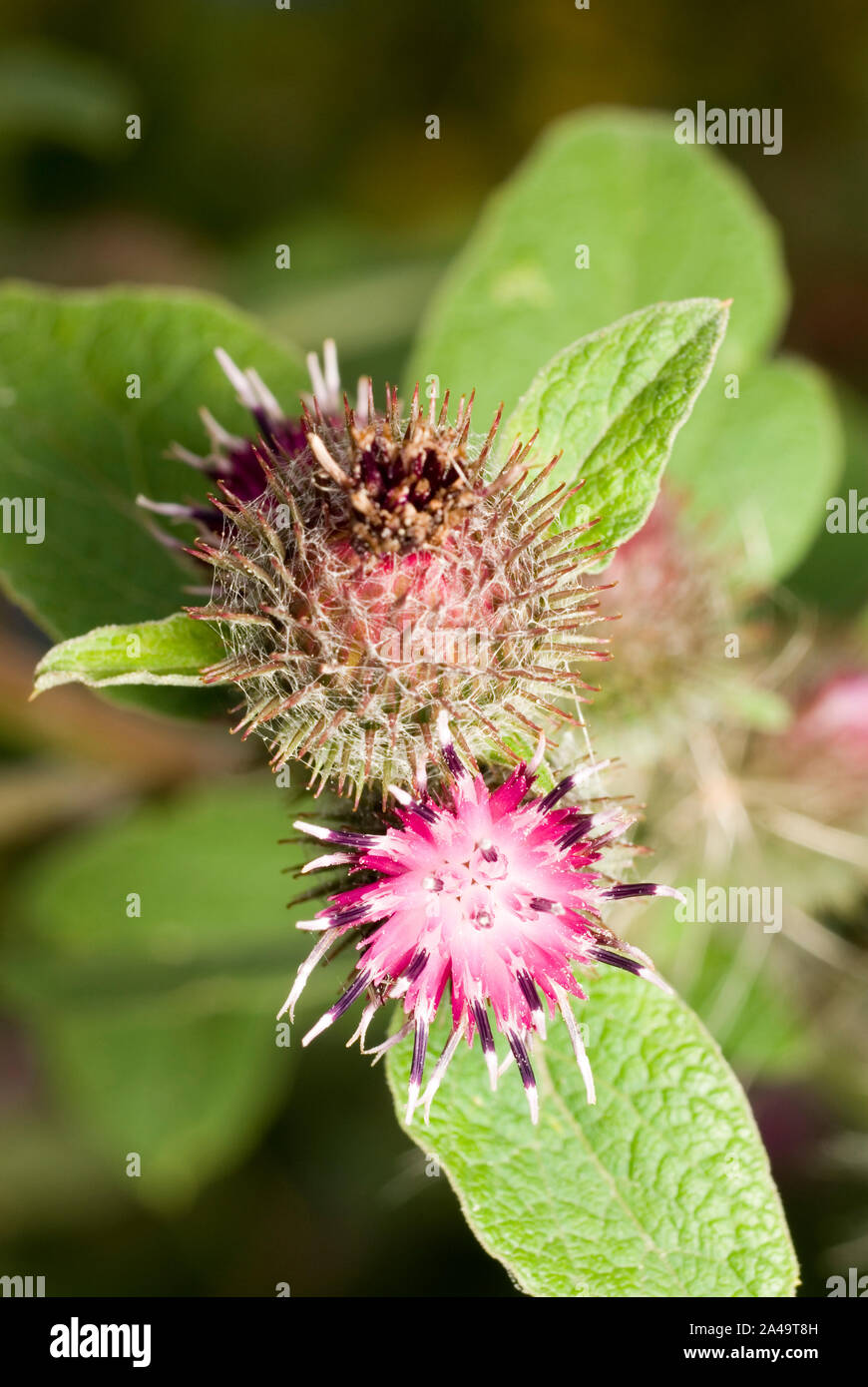 Burdock plant hi-res stock photography and images - Alamy