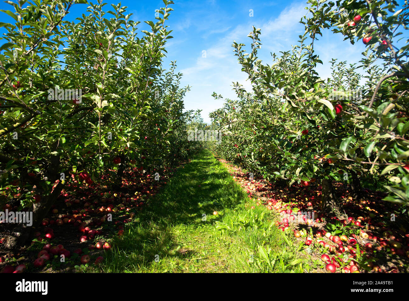 Apples on the ground hi-res stock photography and images - Alamy