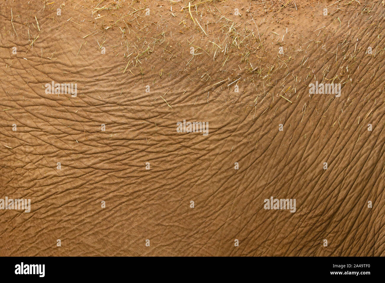 Abstract textured background of close up detail of an Asian elephant ...