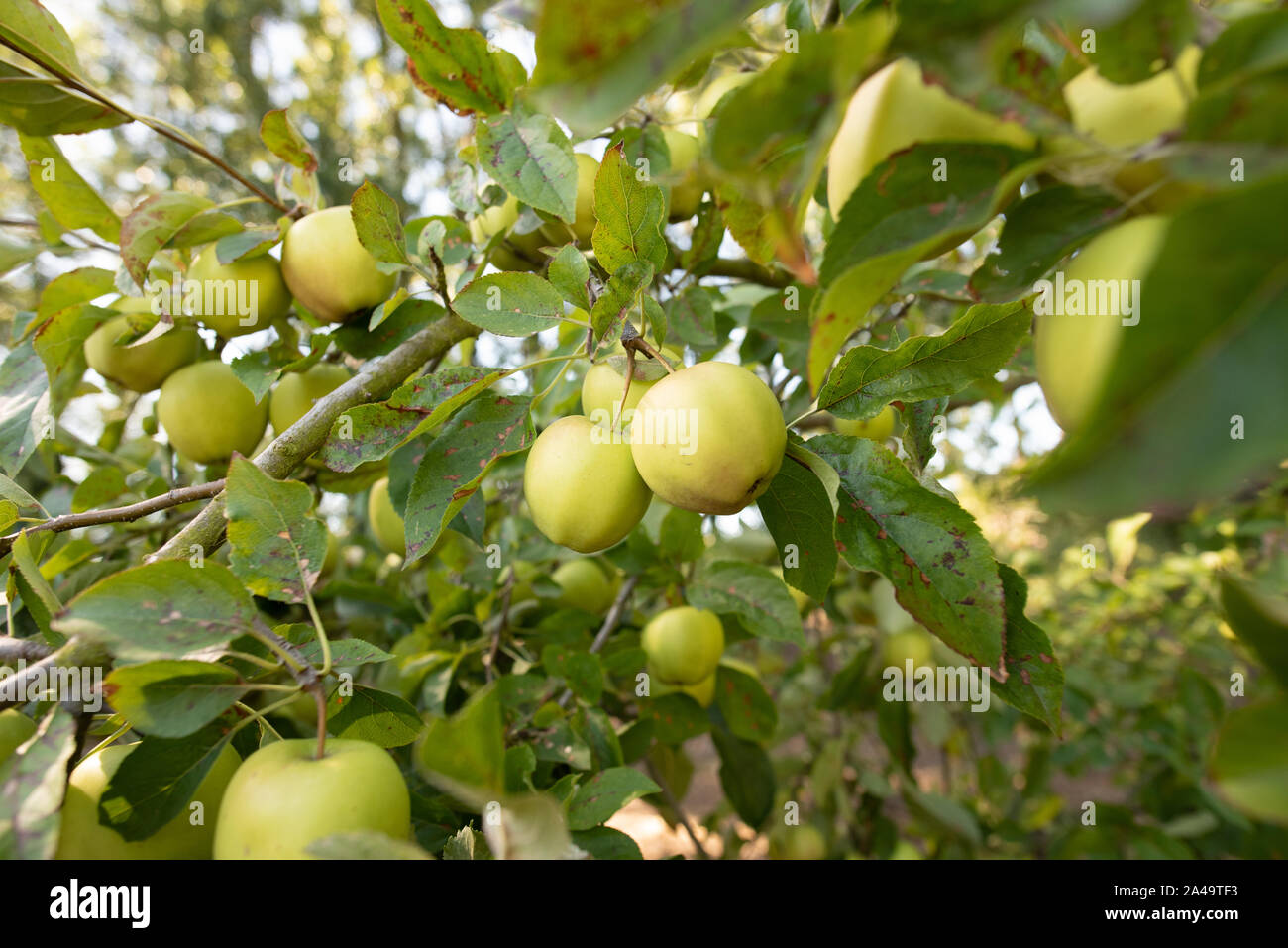 Kent, United Kingdom - September 15, 2019: Yellow Beauty of Kent apples ...