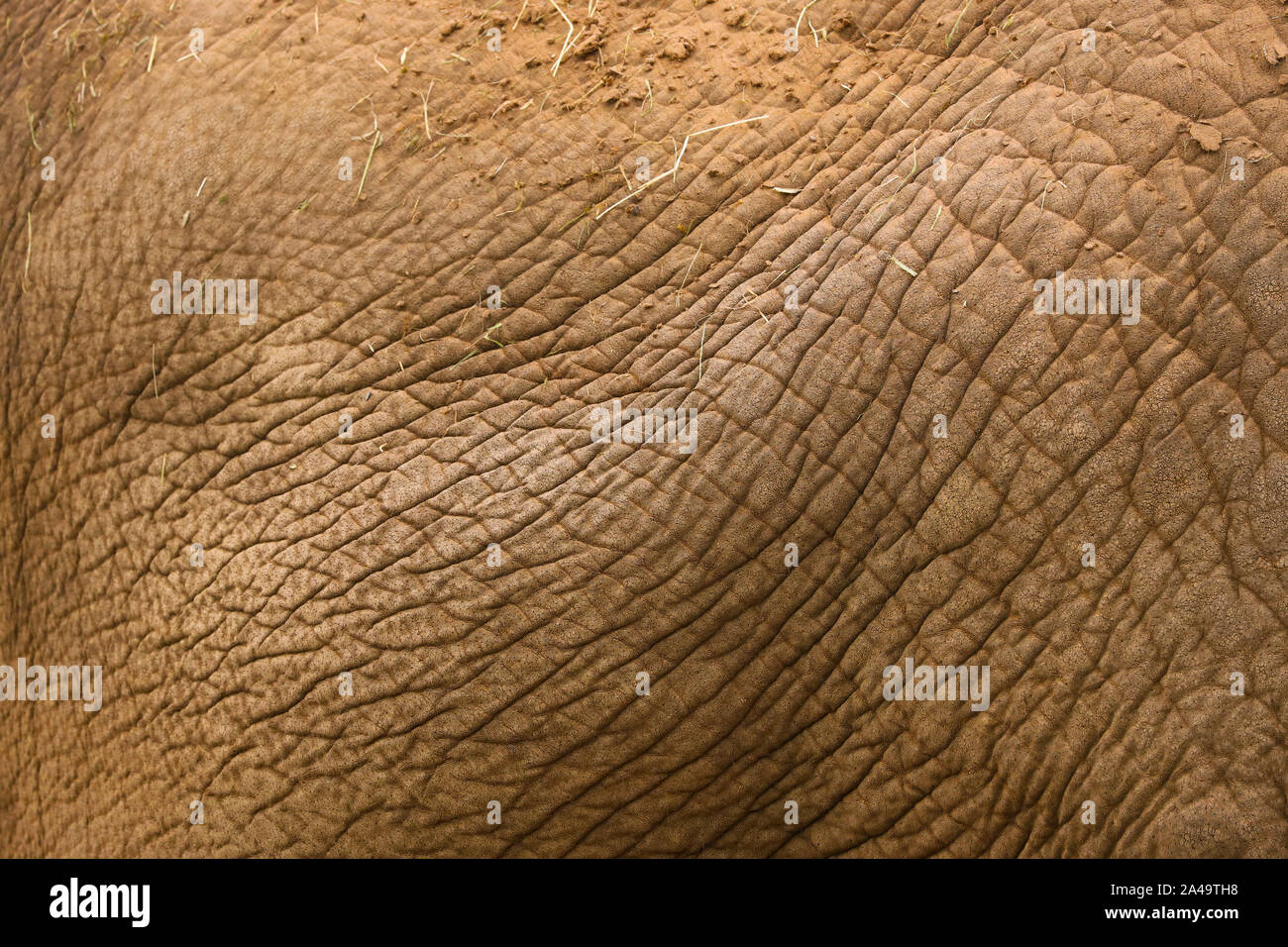 Brown elephant skin hi-res stock photography and images - Alamy