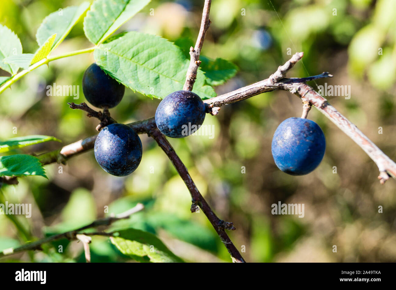 Fruits of the blackthorn bush Prunus spinosa Stock Photo - Alamy