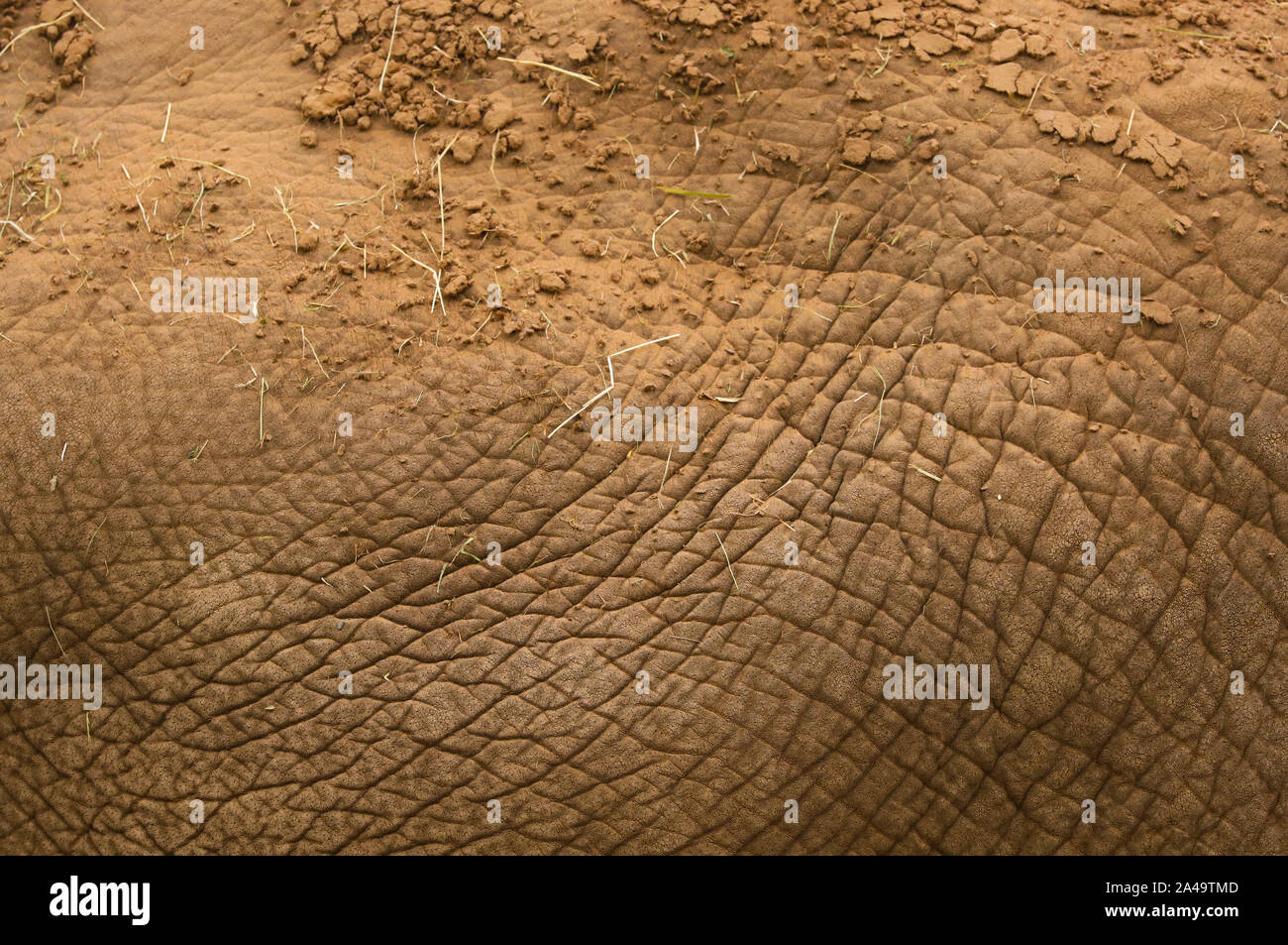 Abstract textured background of close up detail of an Asian elephant ...