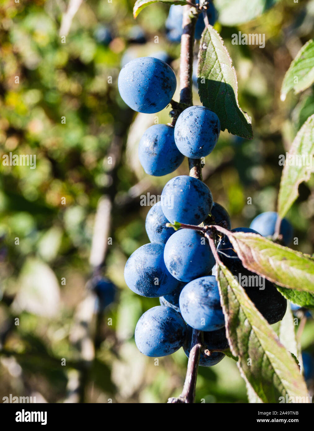 Fruits of the blackthorn bush Prunus spinosa Stock Photo - Alamy