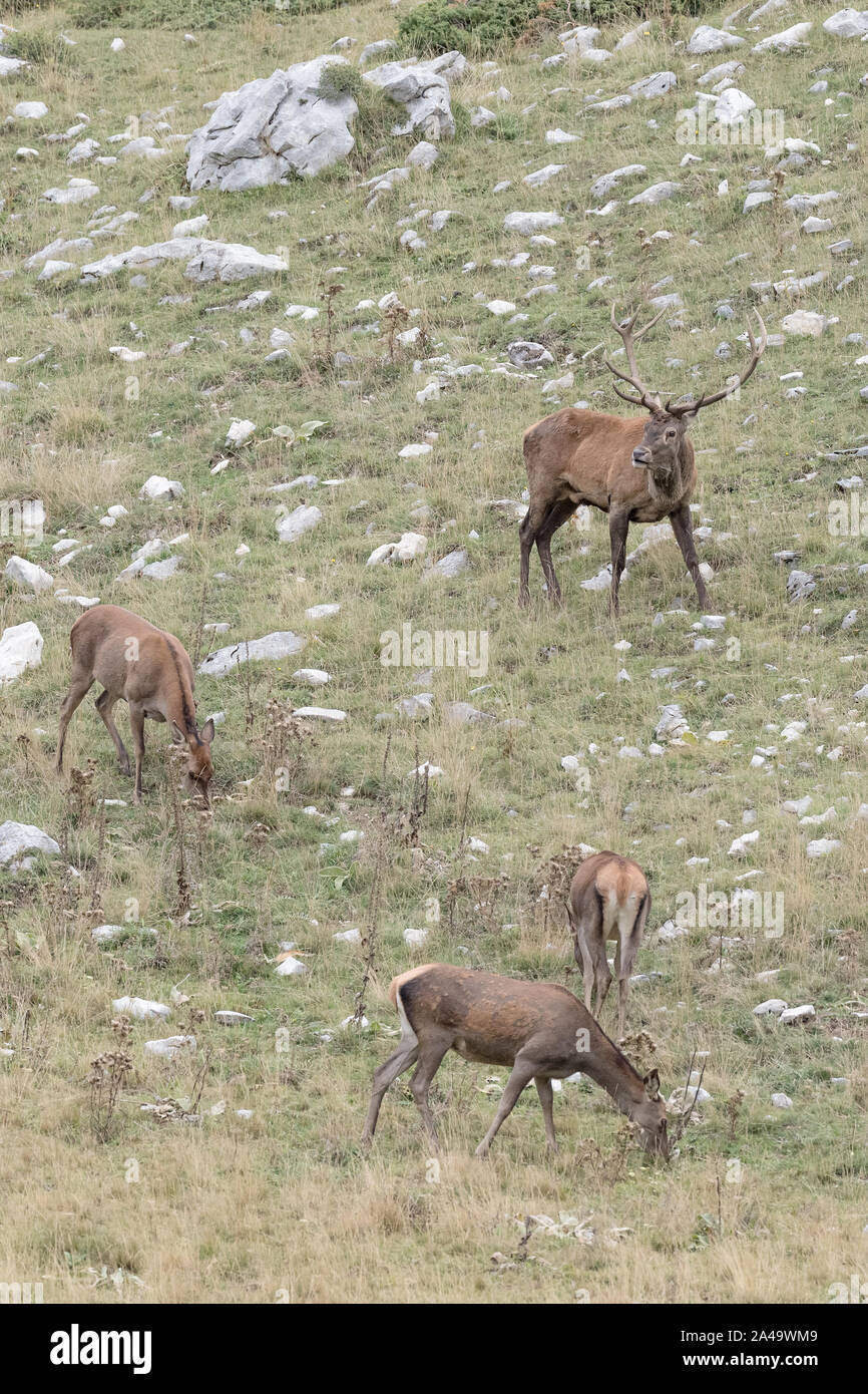 Large mammals in italy hi-res stock photography and images - Alamy