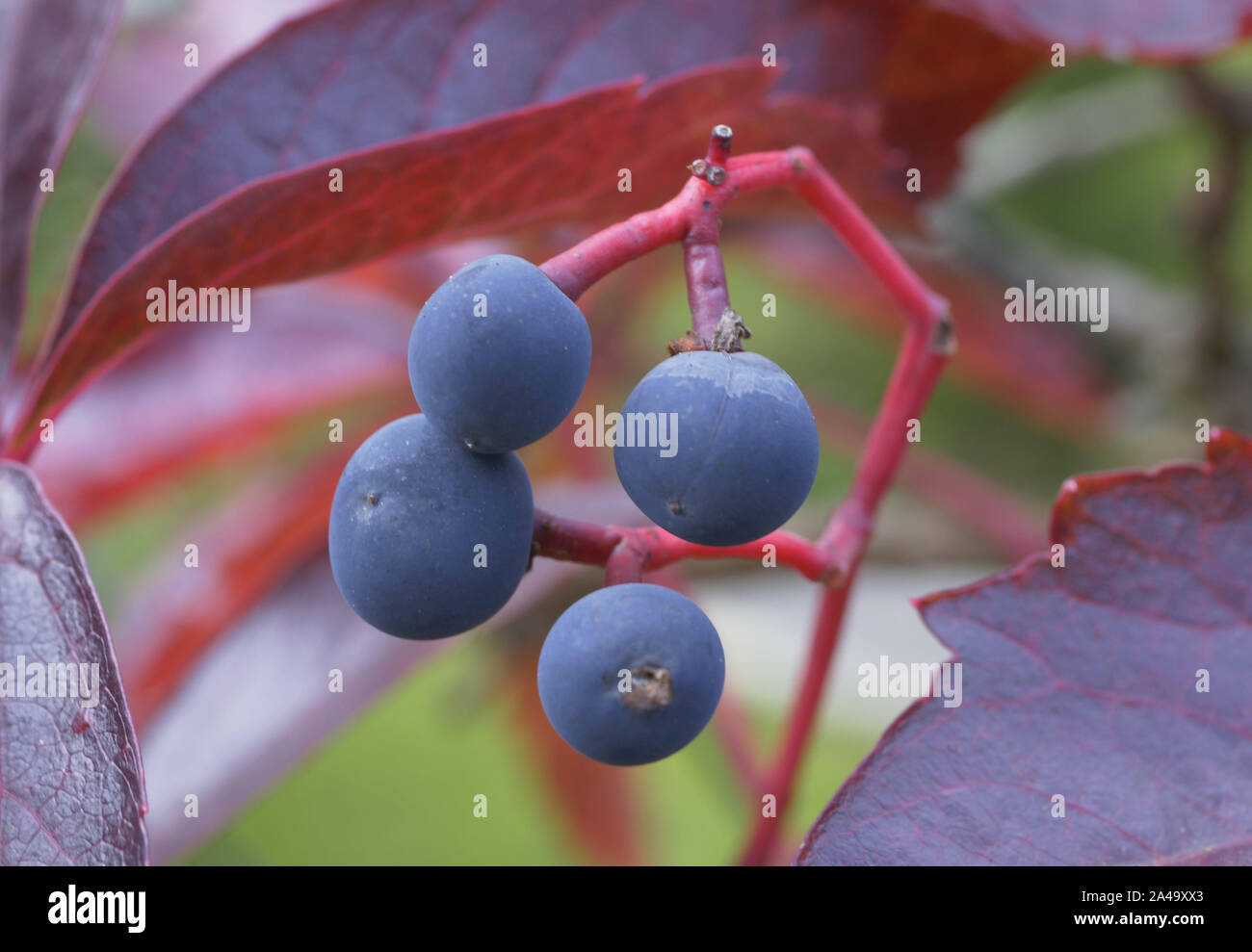 Virginia creeper (Parthenocissus quinquefolia Stock Photo - Alamy