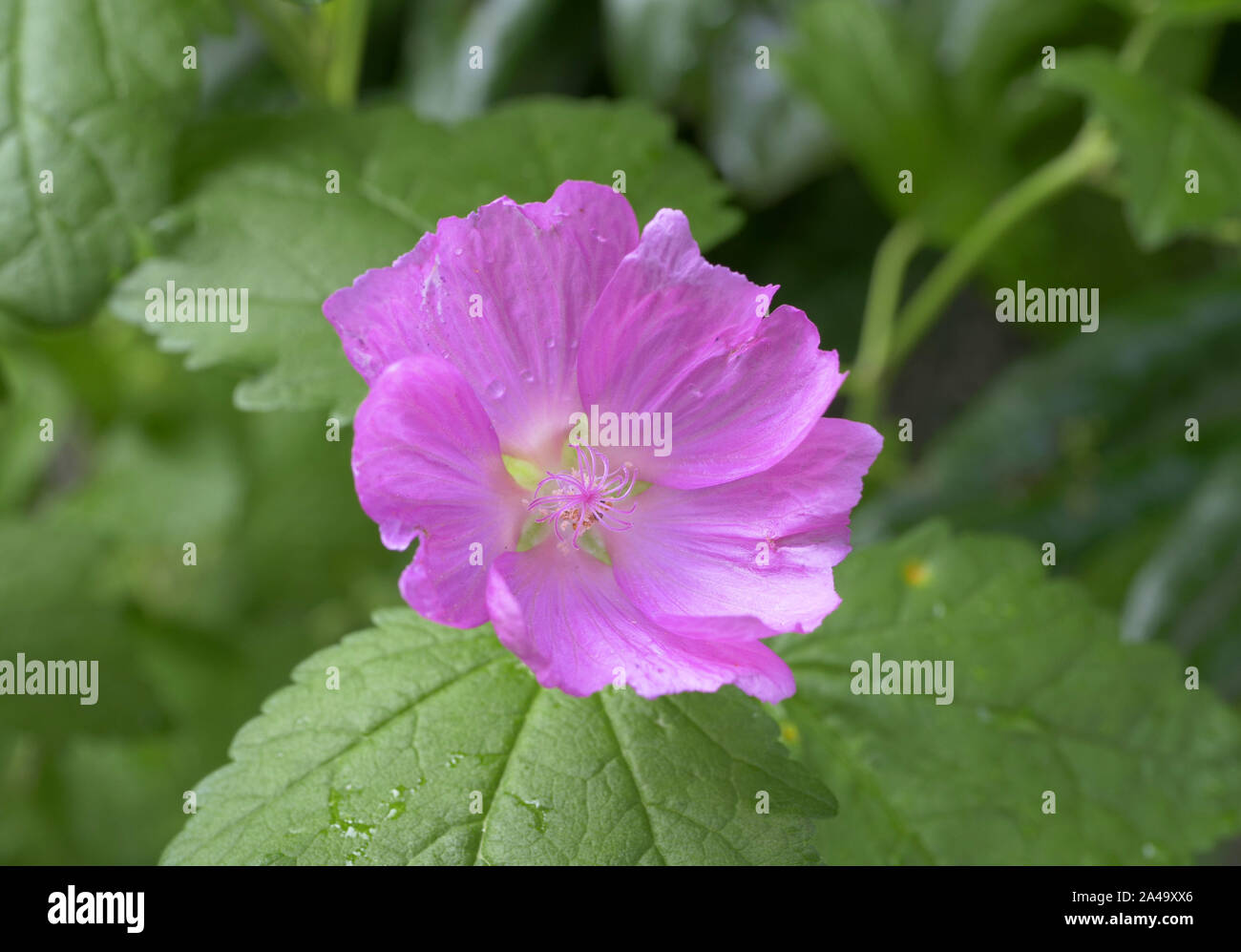 Common mallow (Malva sylvestris Stock Photo - Alamy
