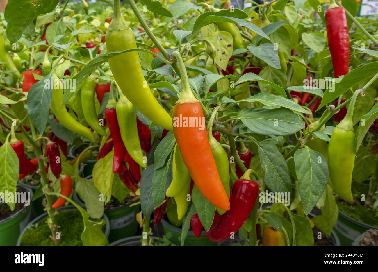Chili Peppers (Capsicum annuum Stock Photo - Alamy