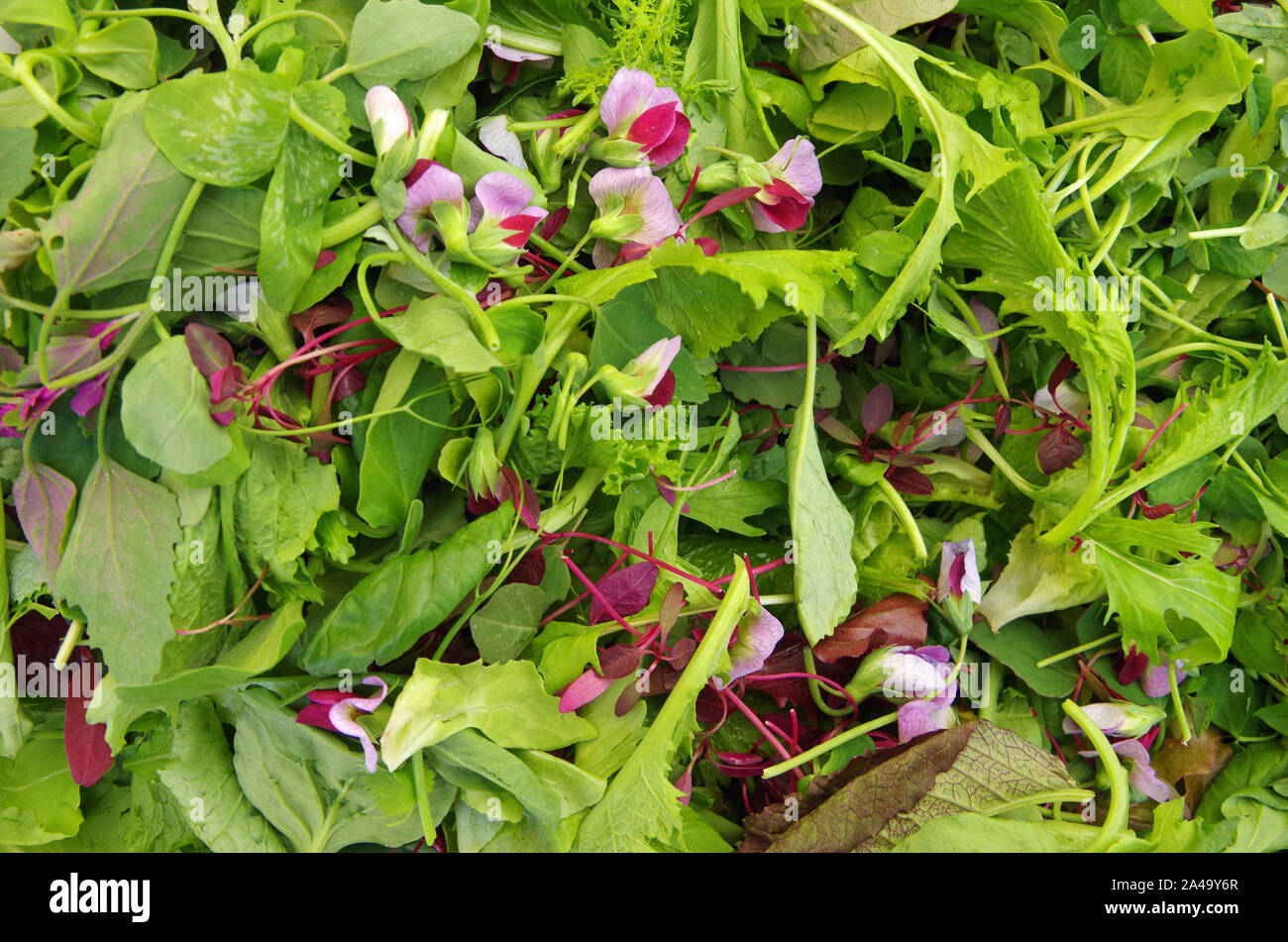 Mesclun greens hi-res stock photography and images - Alamy
