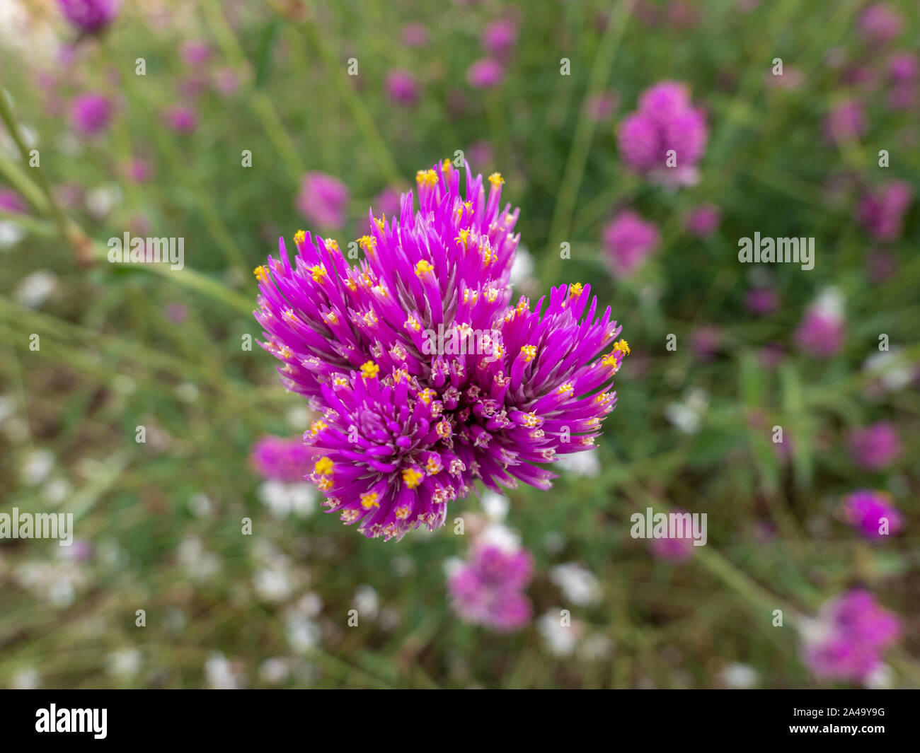 Gomphrena pulchella hi-res stock photography and images - Alamy