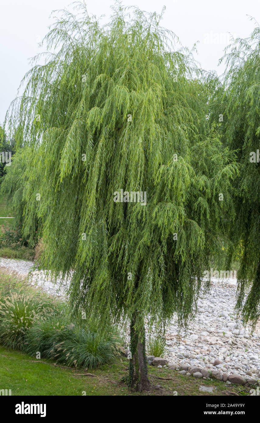 Weeping Willow (Salix babylonica Stock Photo - Alamy