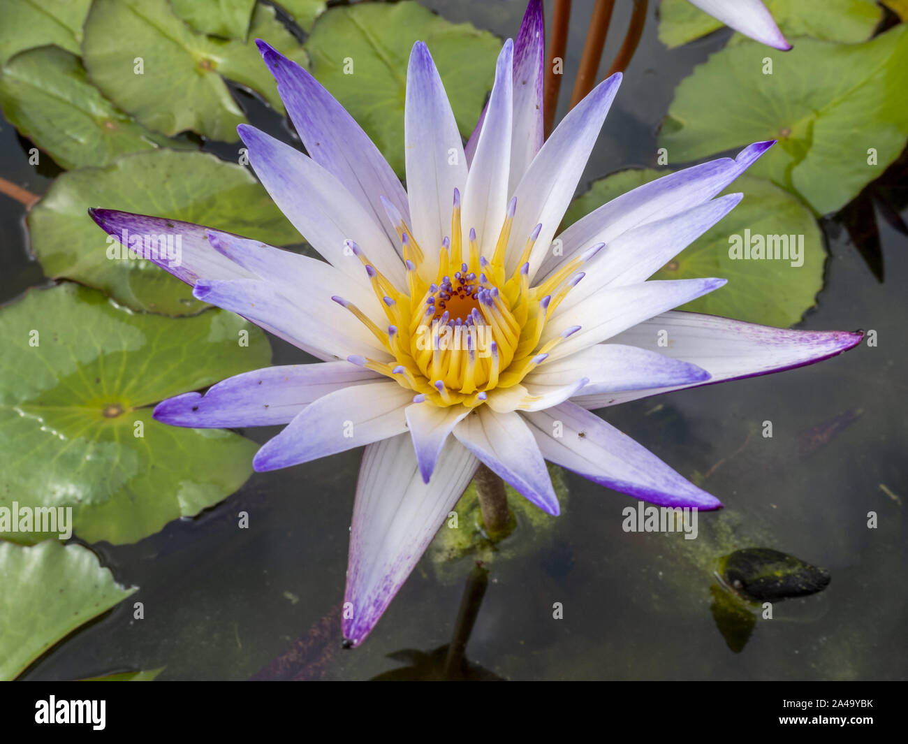 Water lily nymphaea blue capensis hi-res stock photography and images ...