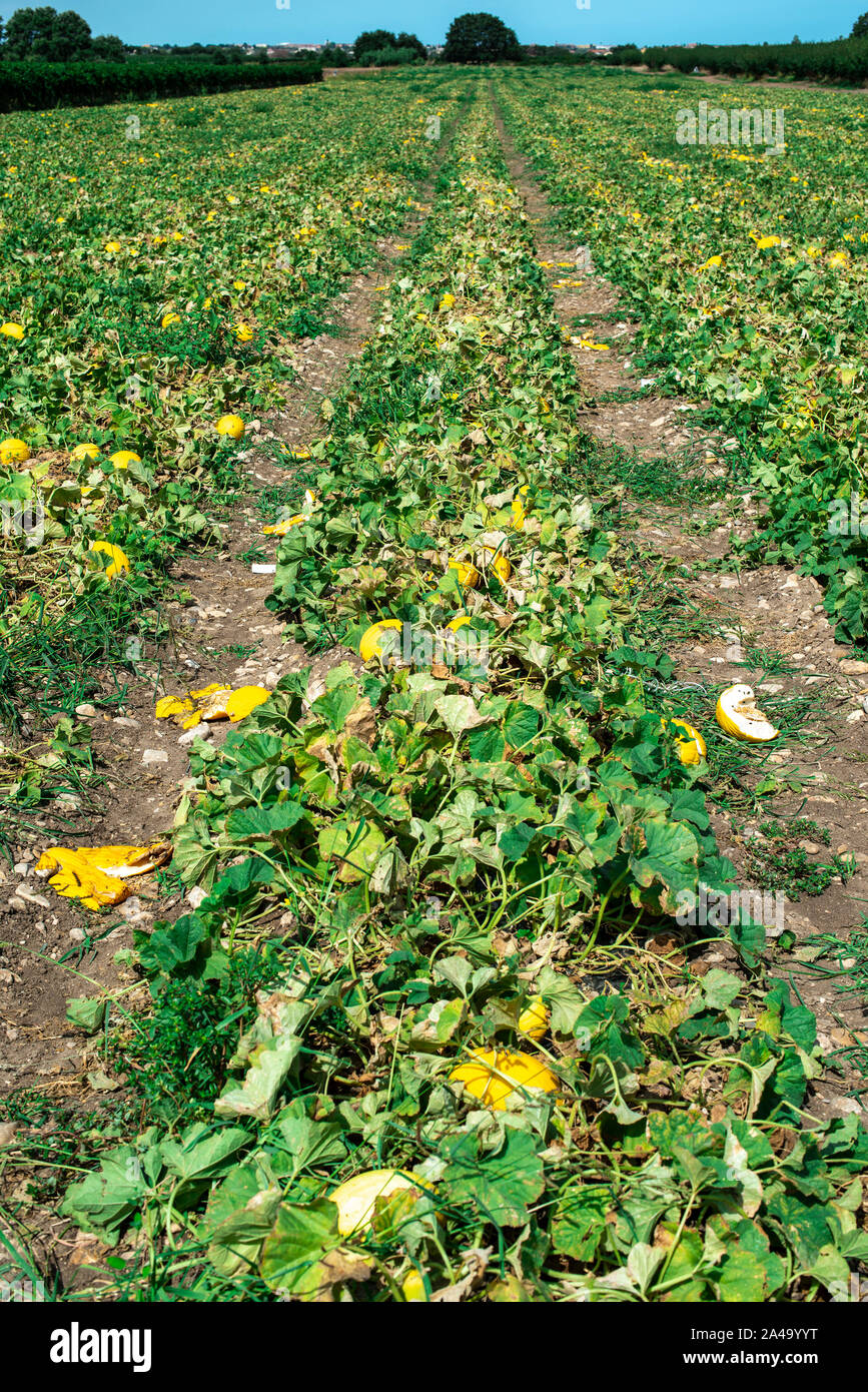 Yellow melons in the field. Harvest melons in agricultural land. Melons ...