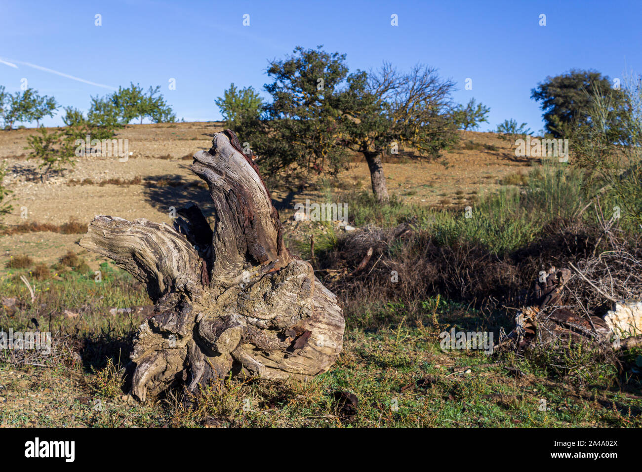 Very Large Decaying Tree Stump Stock Photo - Alamy