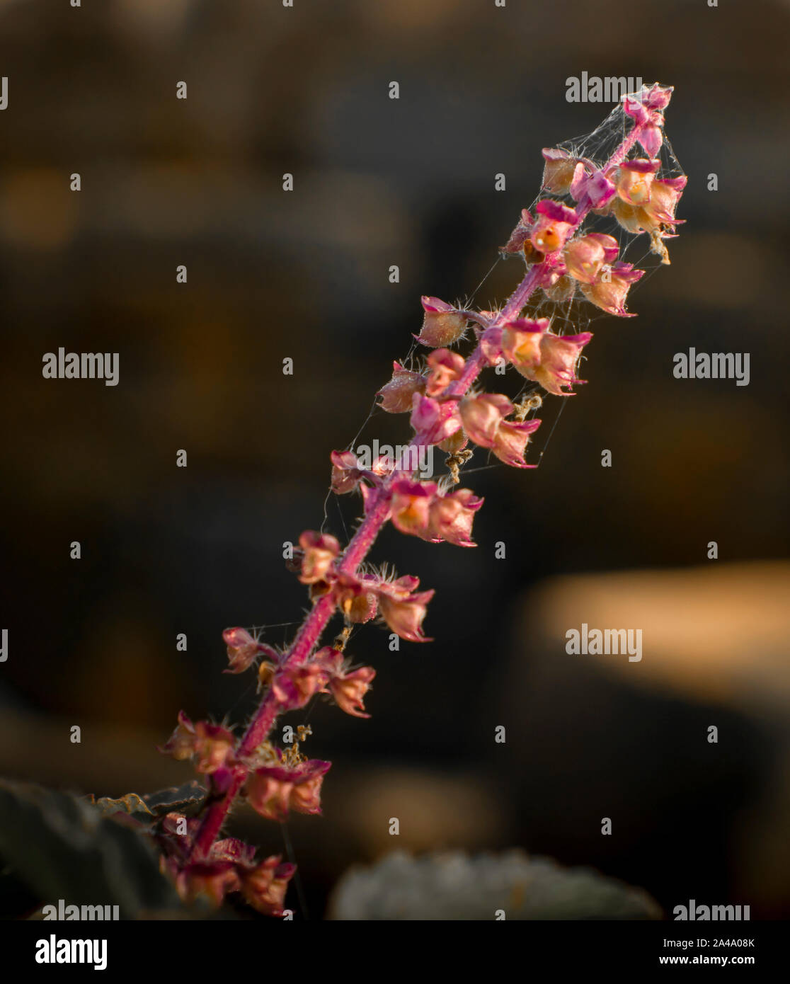 Tulsi plant hi-res stock photography and images - Alamy