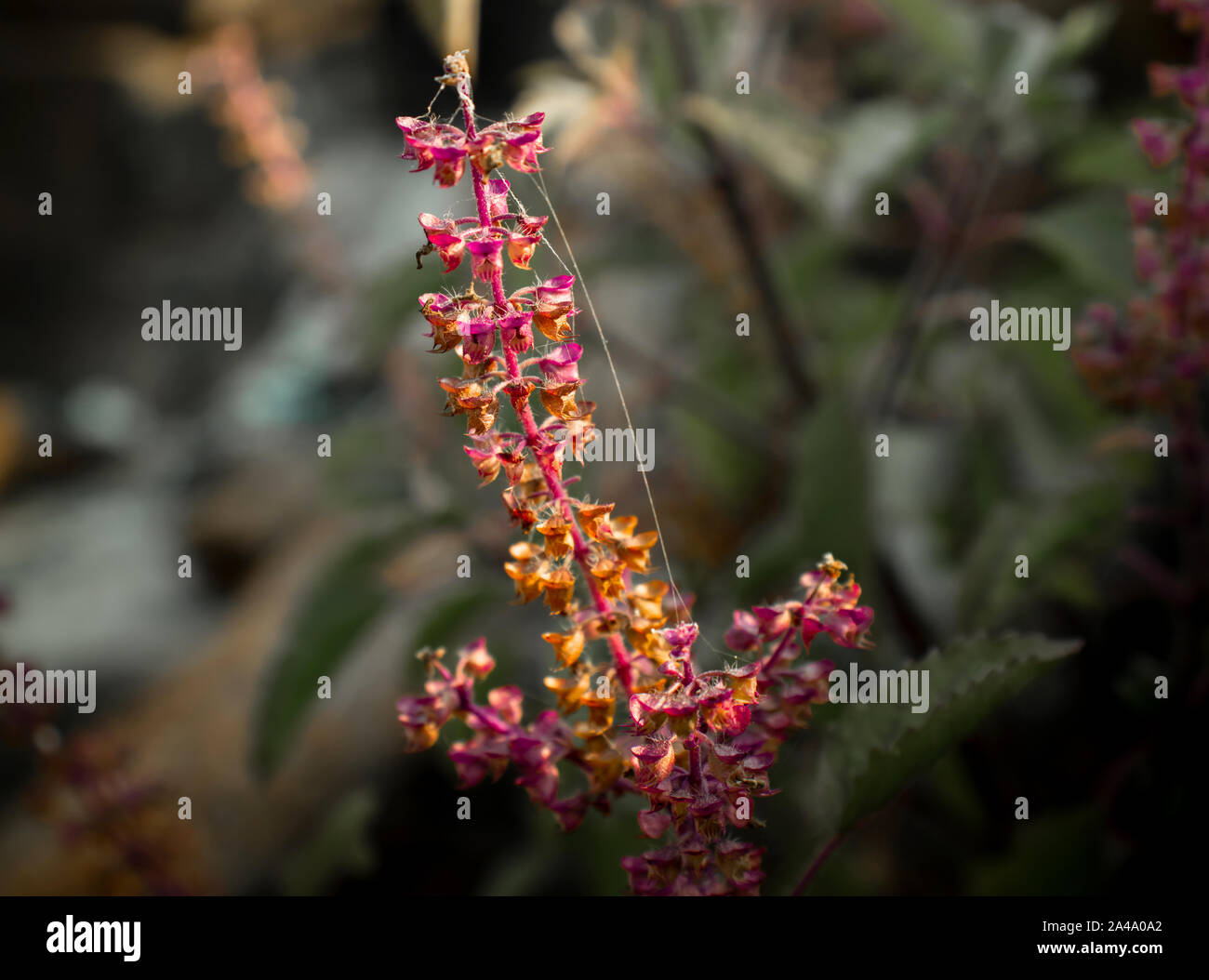 Indian tulsi hi-res stock photography and images - Alamy