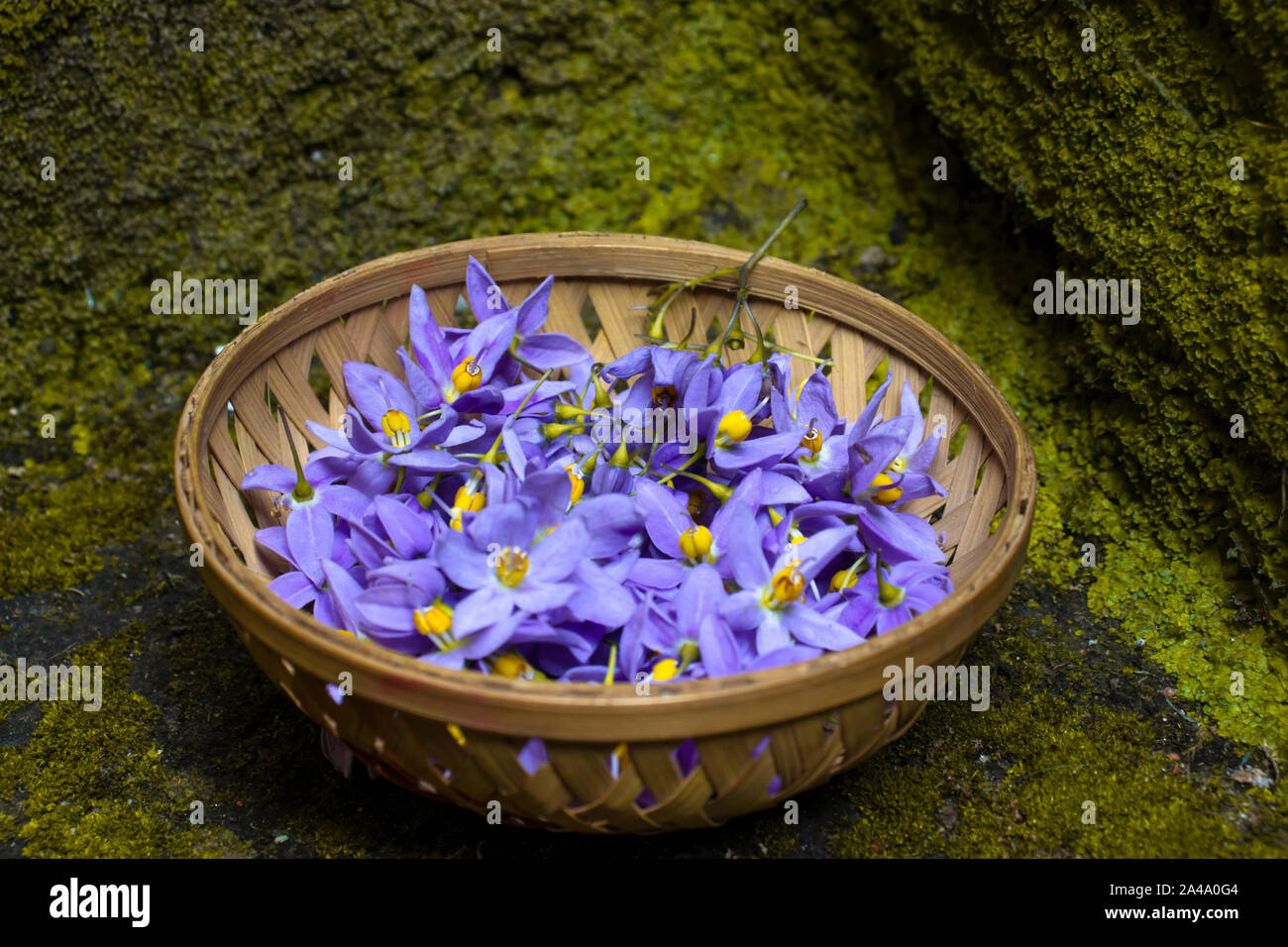 Nightshade flower hi-res stock photography and images - Alamy