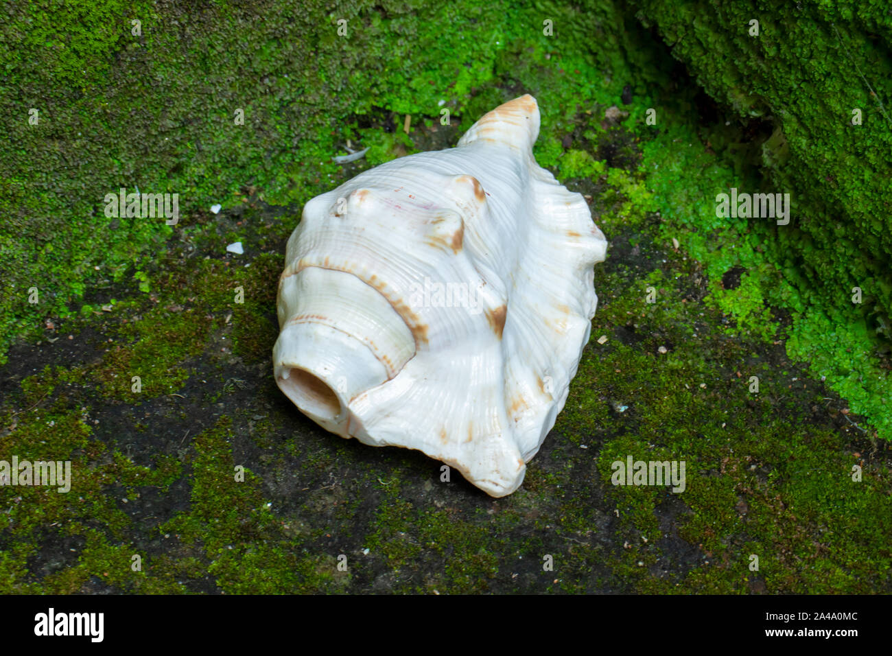 Conch shell india hi-res stock photography and images - Alamy