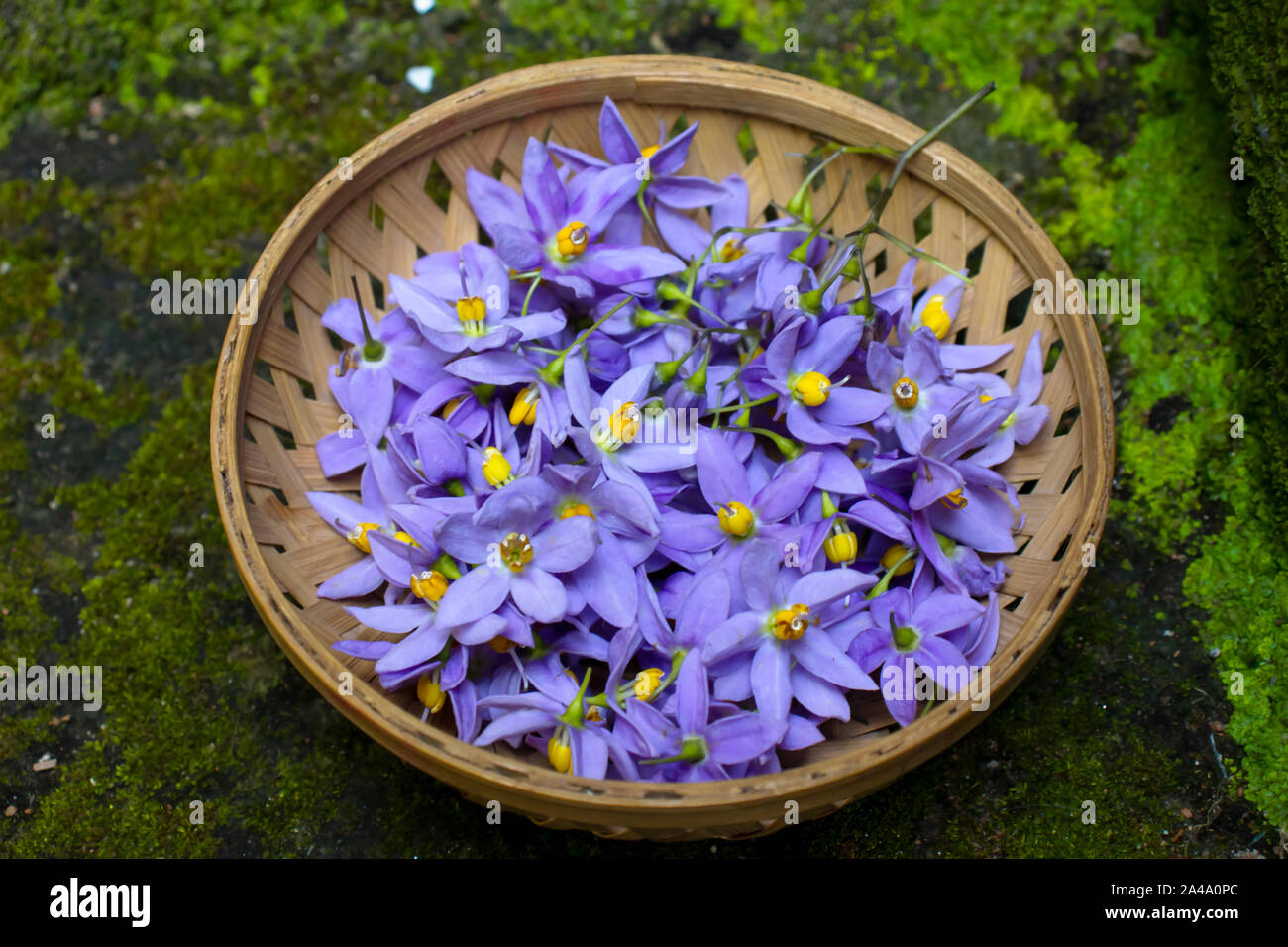 Nightshade flower hi-res stock photography and images - Alamy