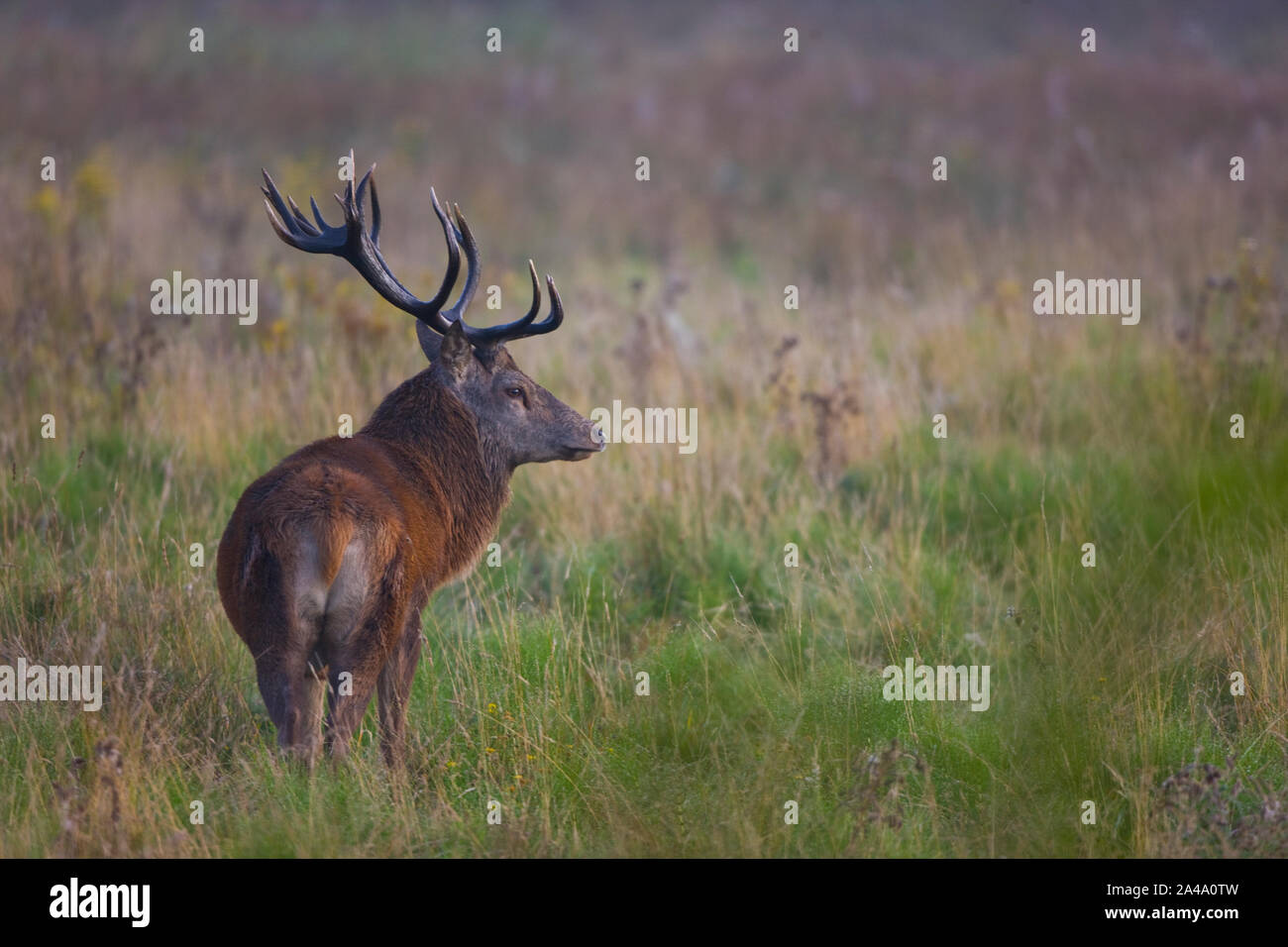 Ciervo europeo hi-res stock photography and images - Alamy