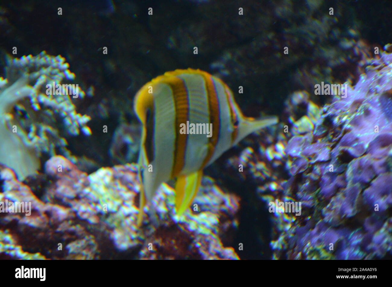 Copperband butterflyfish (Chelmon rostratus Stock Photo - Alamy