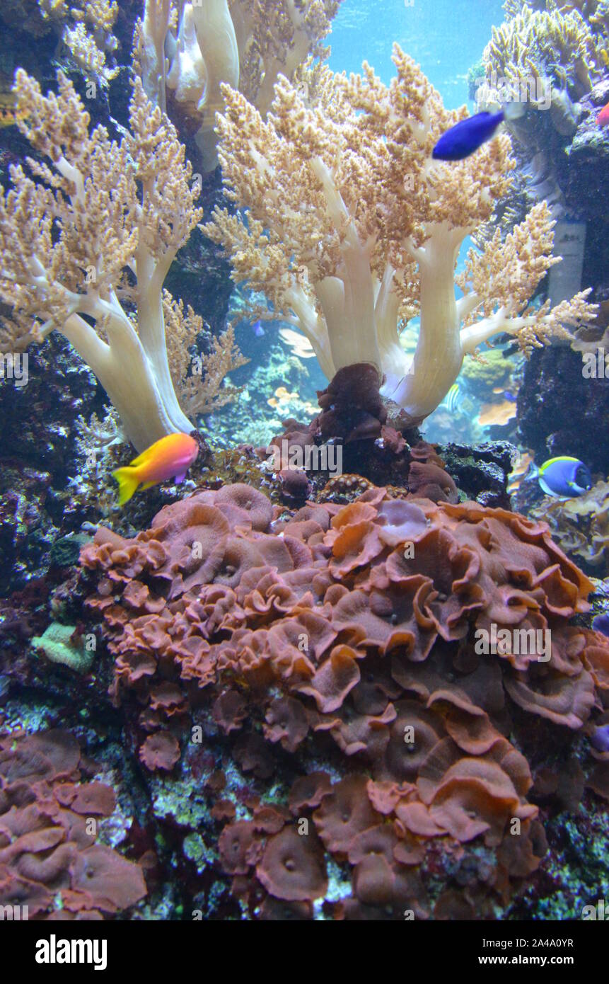 Coral in the Berlin Aquarium, Germany Stock Photo - Alamy