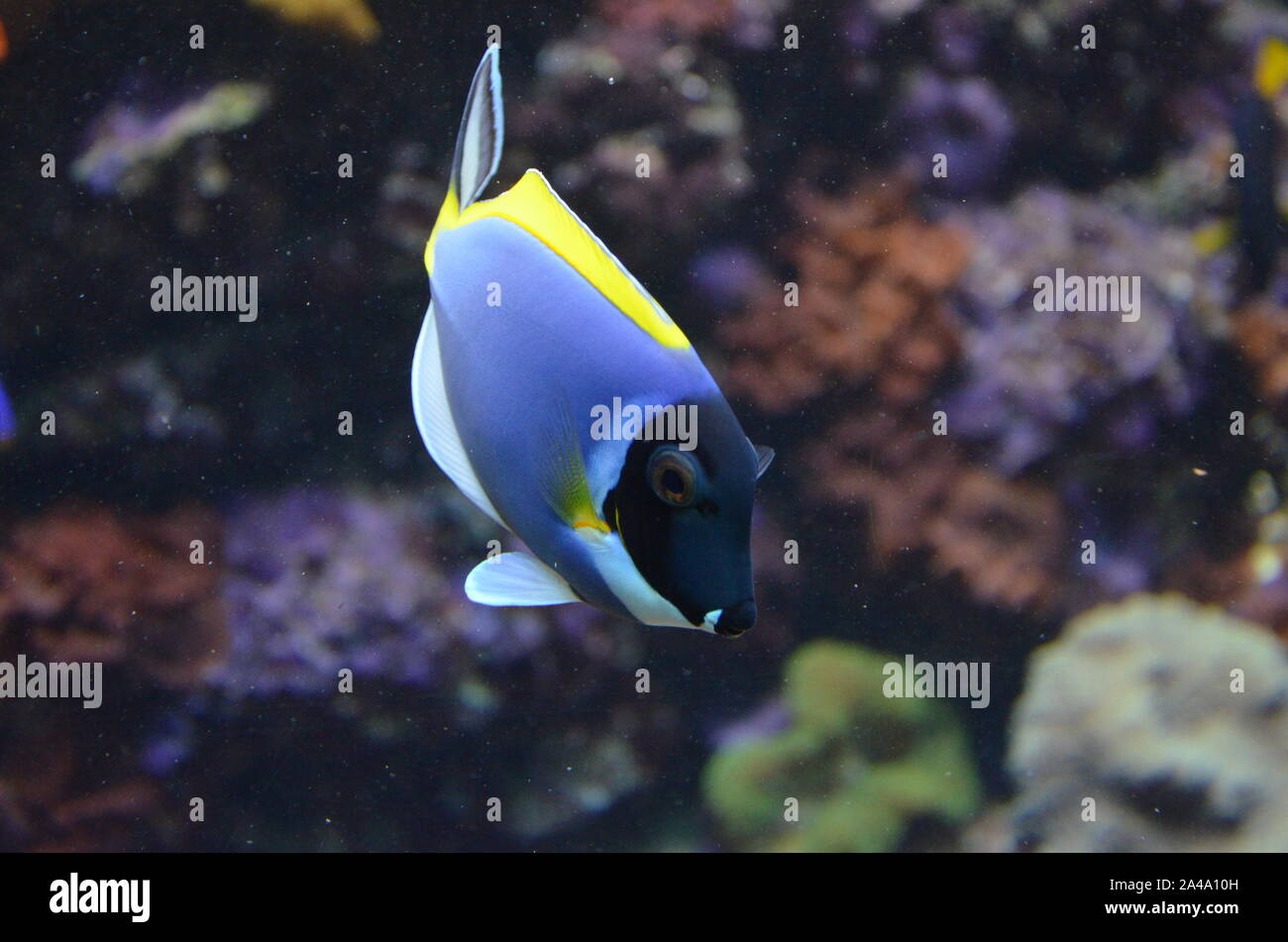 Tropical fish in aquarium Stock Photo - Alamy